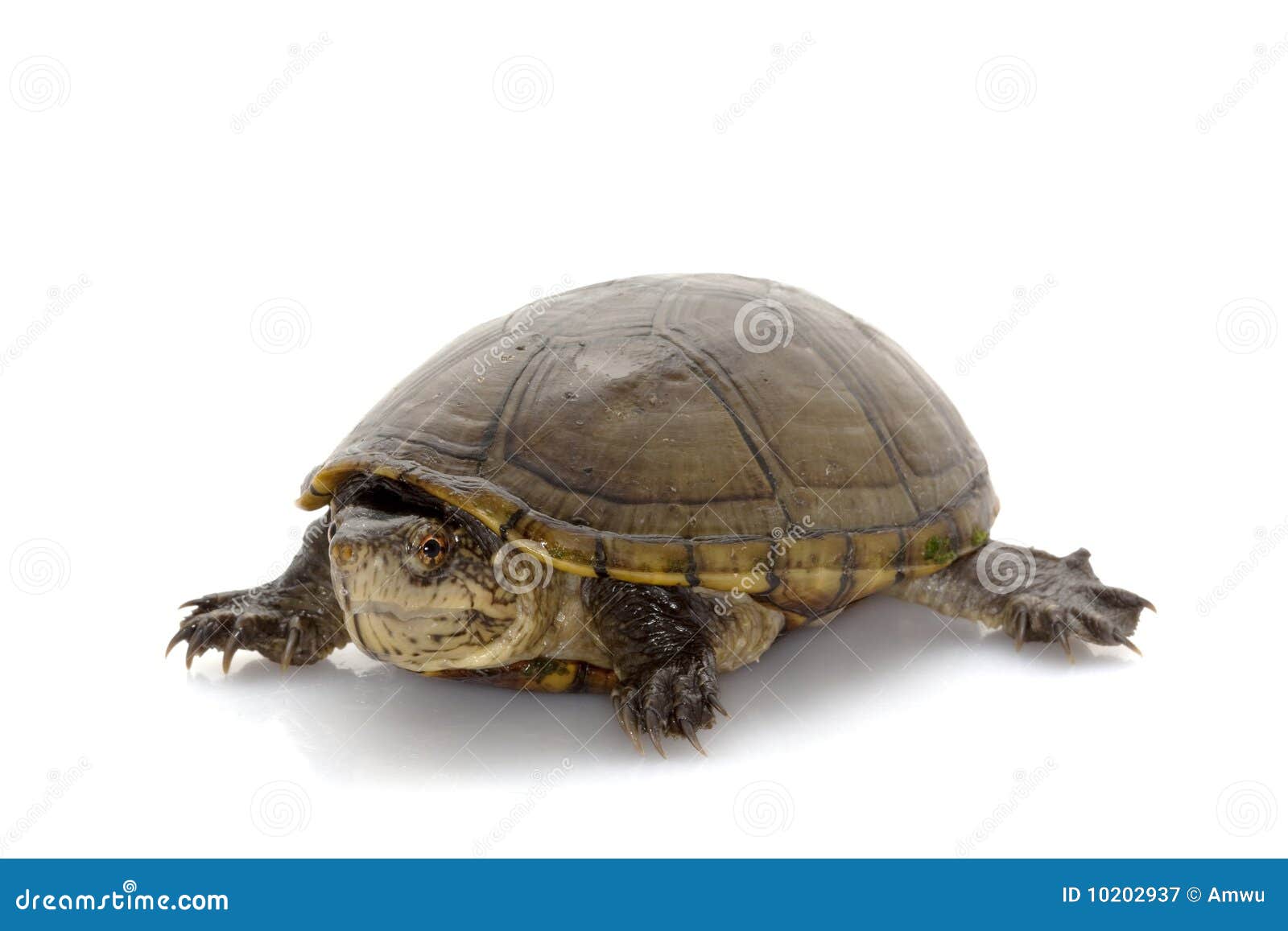 Florida mud turtle stock image. Image of wildlife, species - 10202937