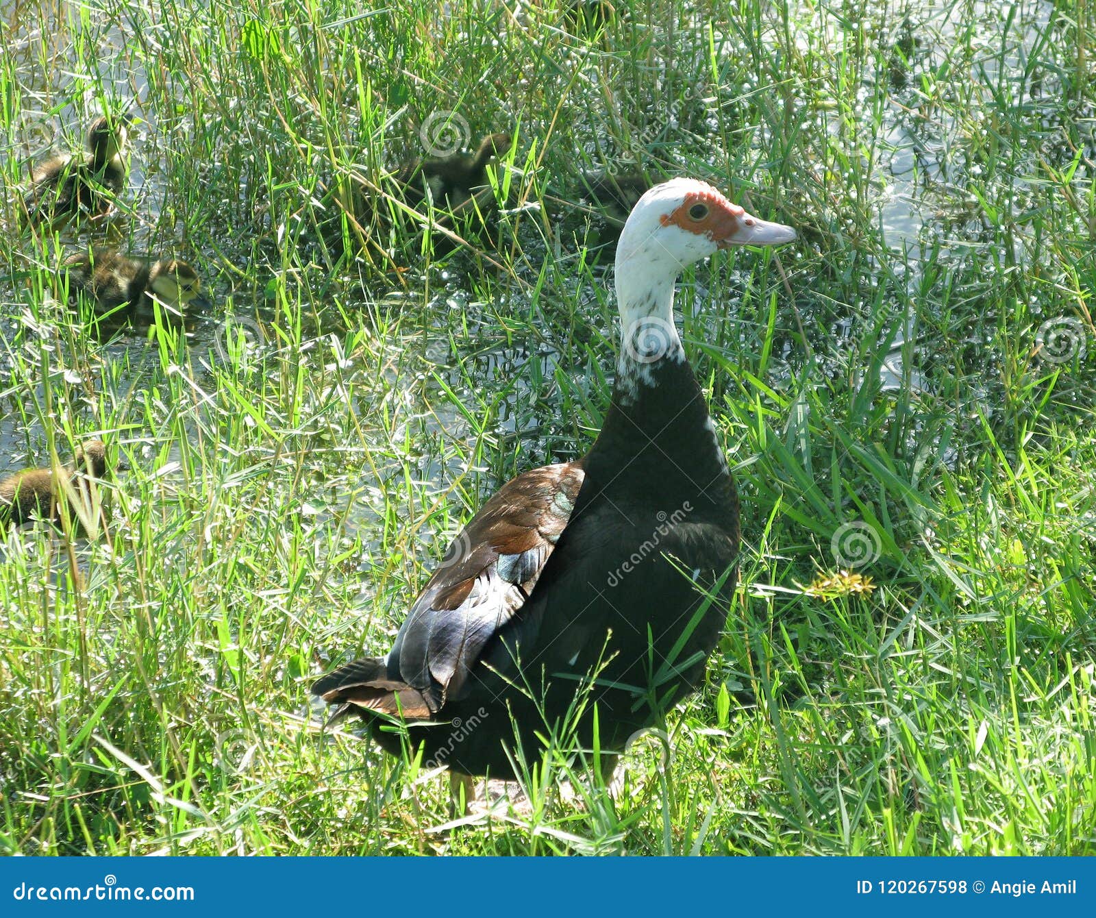 Florida Muscovy Duck stock photo. Image of summer, large - 120267598