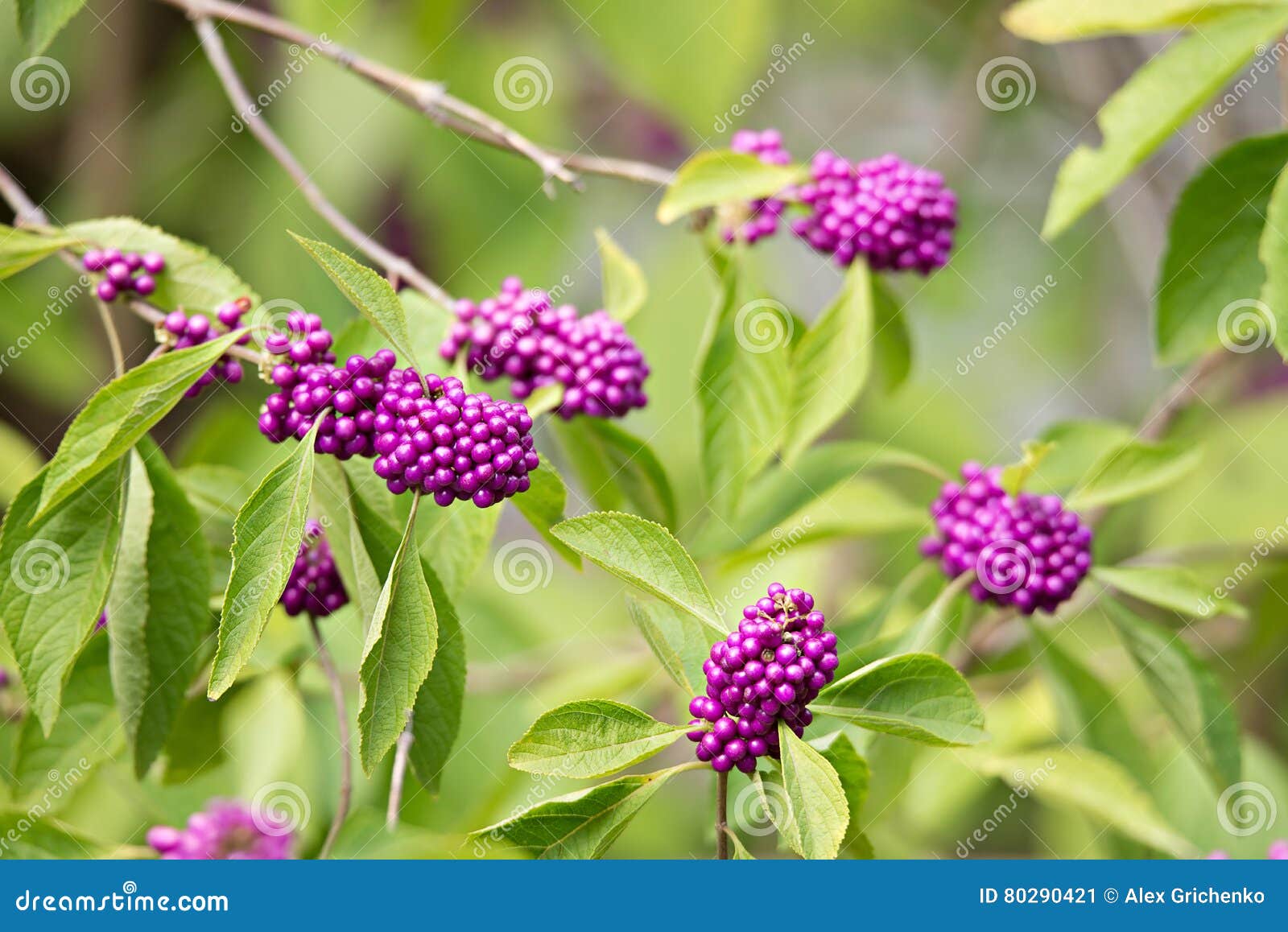 Florida Native Beauty Berry Abstract Stock Image - Image of environment ...