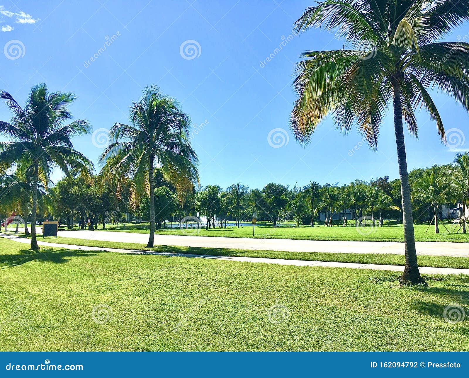Florida nature in Miami stock photo. Image of dawn, dusk - 162094792
