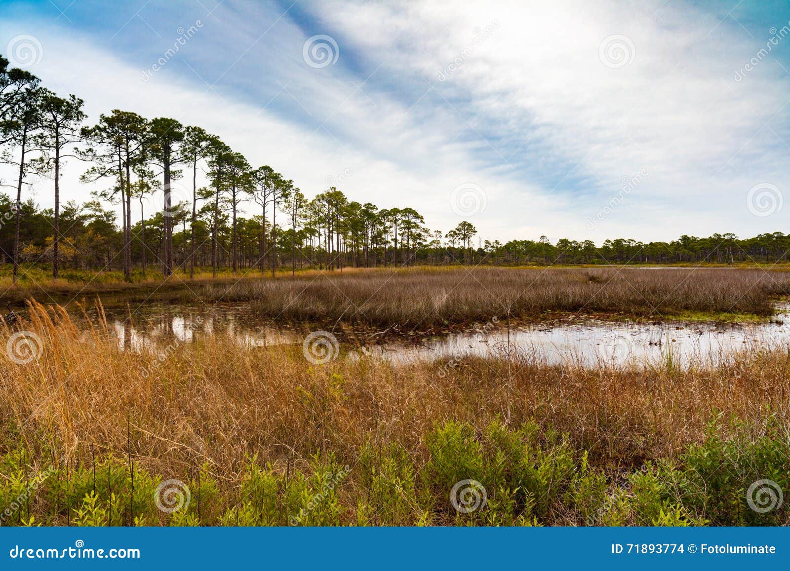 Florida nature preserve stock photo. Image of nature - 71893774
