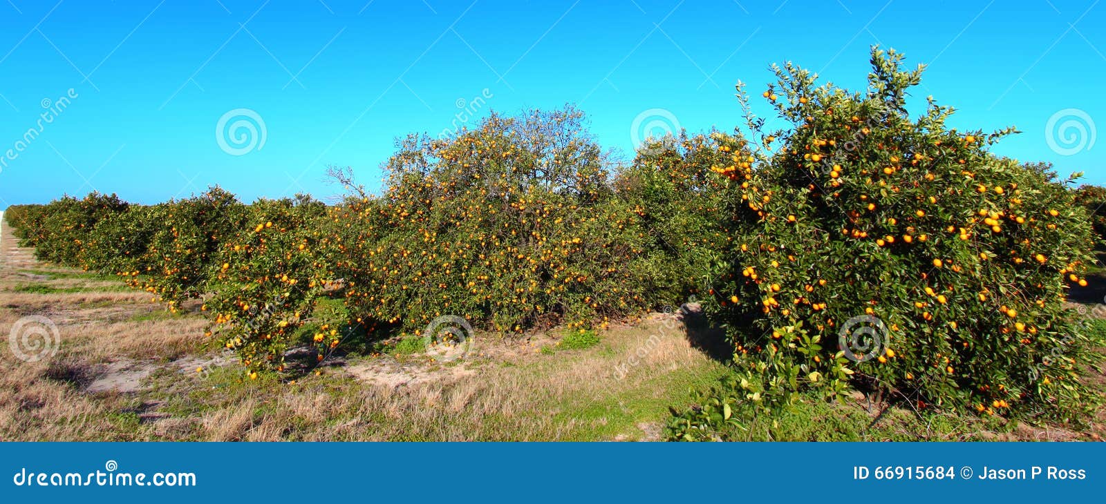 Florida Orange Grove Panorama Stock Photo - Image of outdoors, farming ...