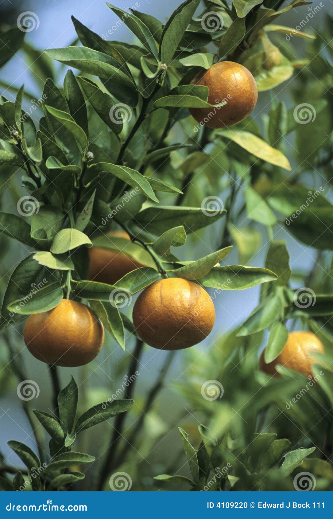 Florida Oranges stock photo. Image of agricultural, america - 4109220