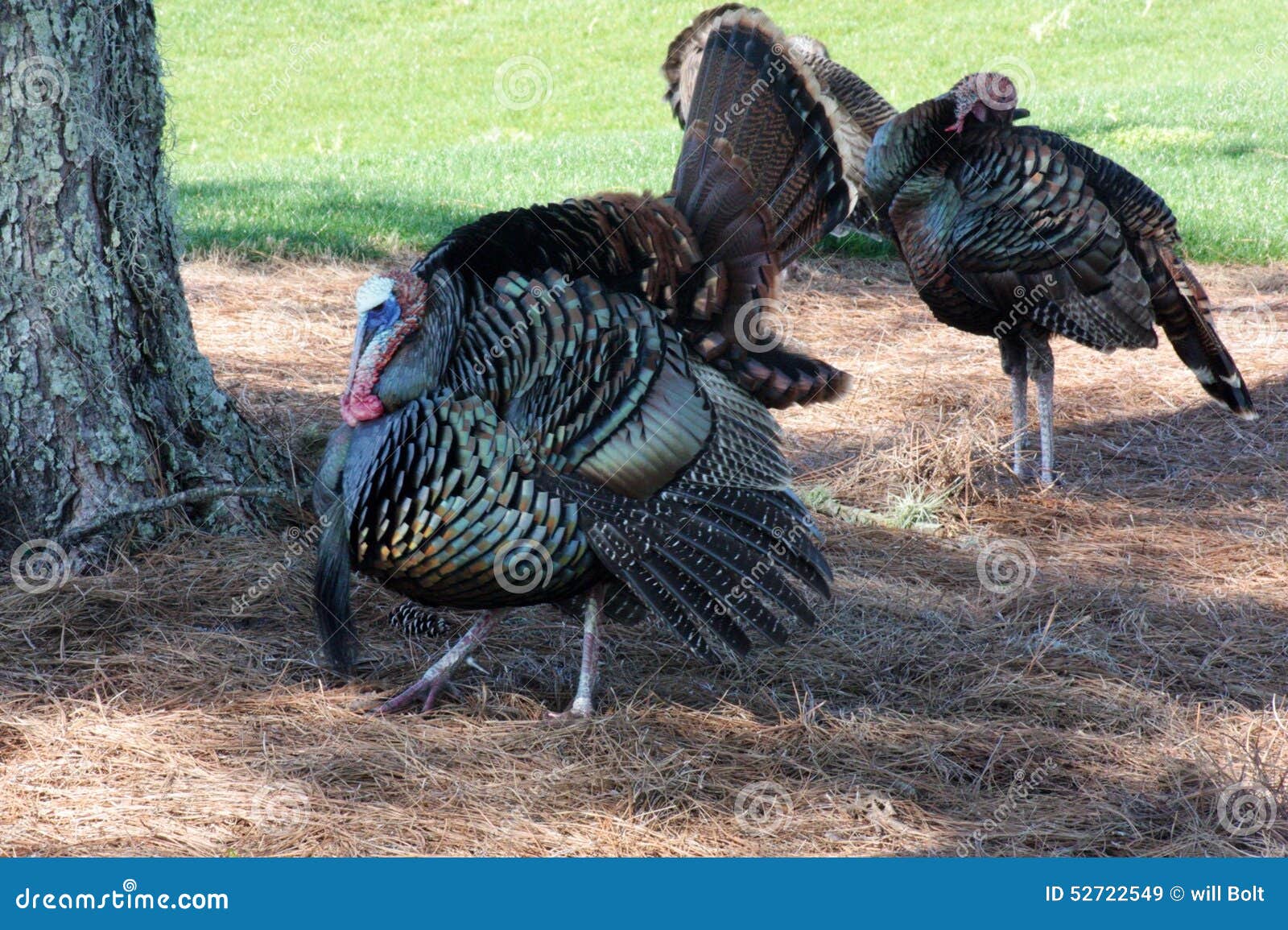 Florida Osceola Wild Turkey Stock Image - Image of heat, building: 52722549