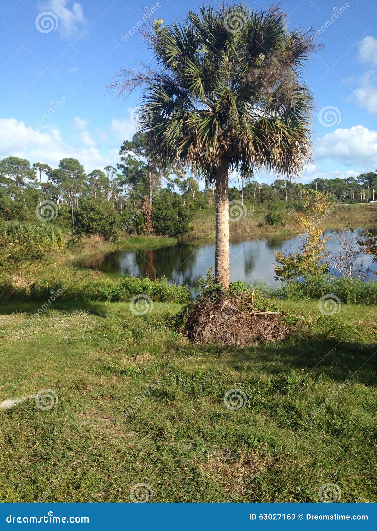 Florida Palm editorial stock image. Image of trail, florida - 63027169