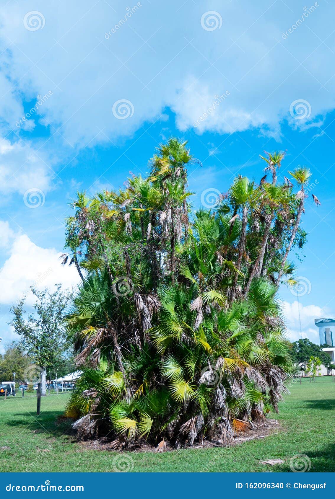 Florida palm tree cluster stock photo. Image of campus - 162096340