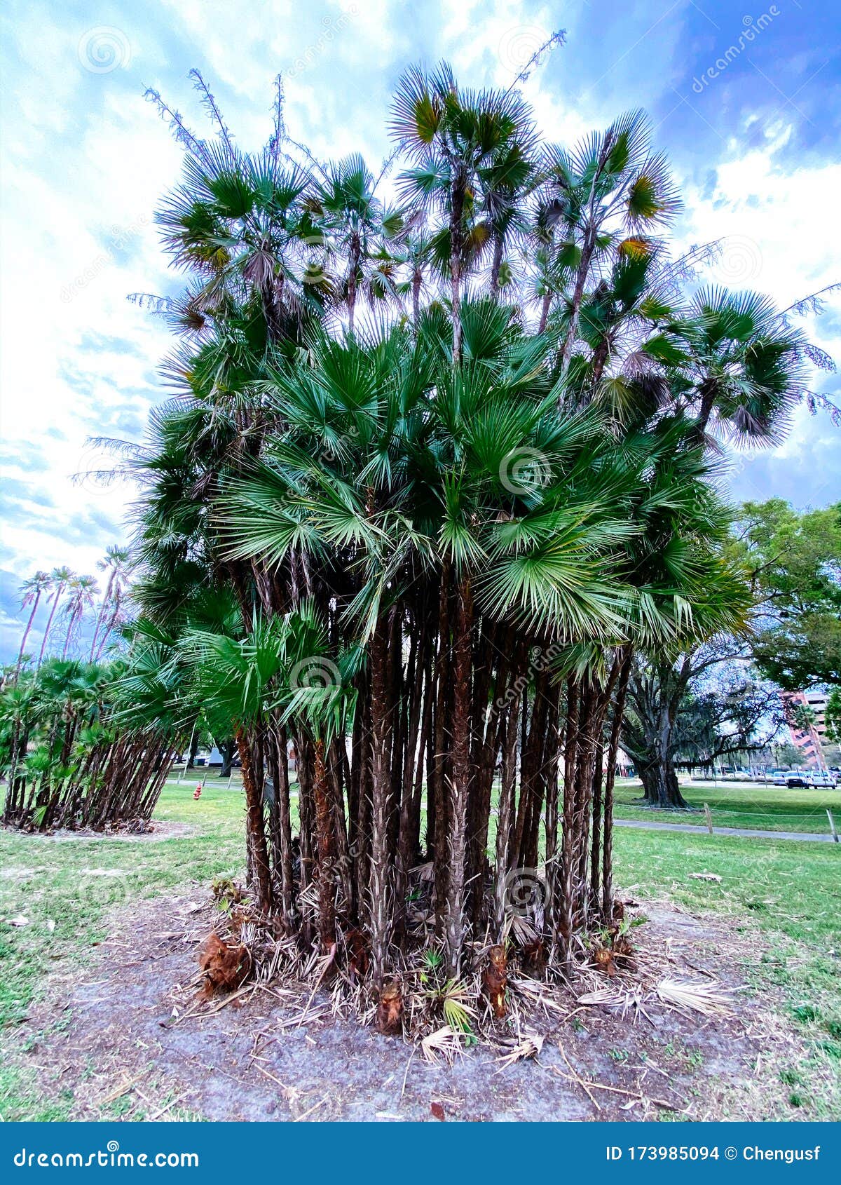 Florida palm tree cluster stock photo. Image of gulf - 173985094