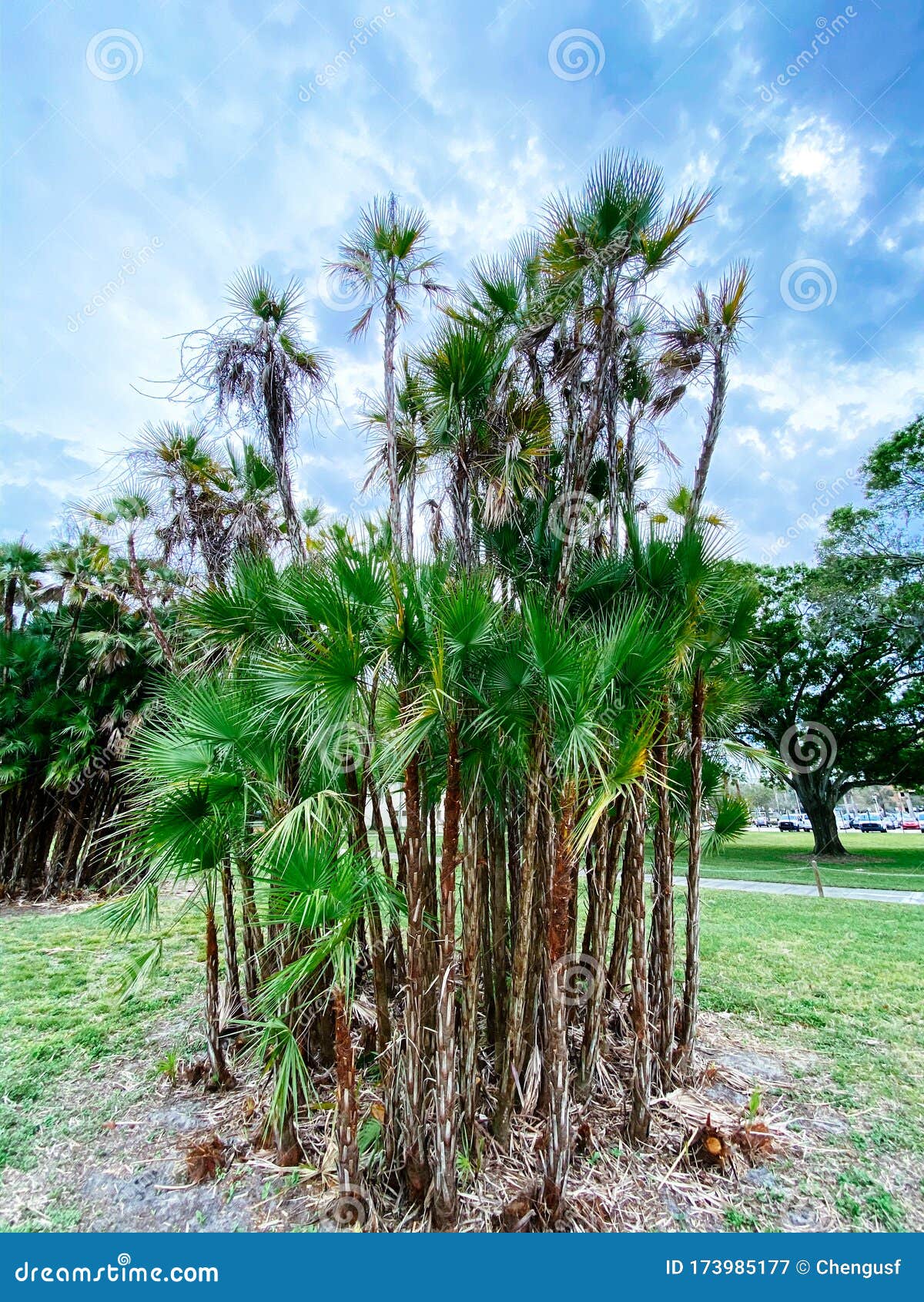 Florida palm tree cluster stock image. Image of gulf - 173985177