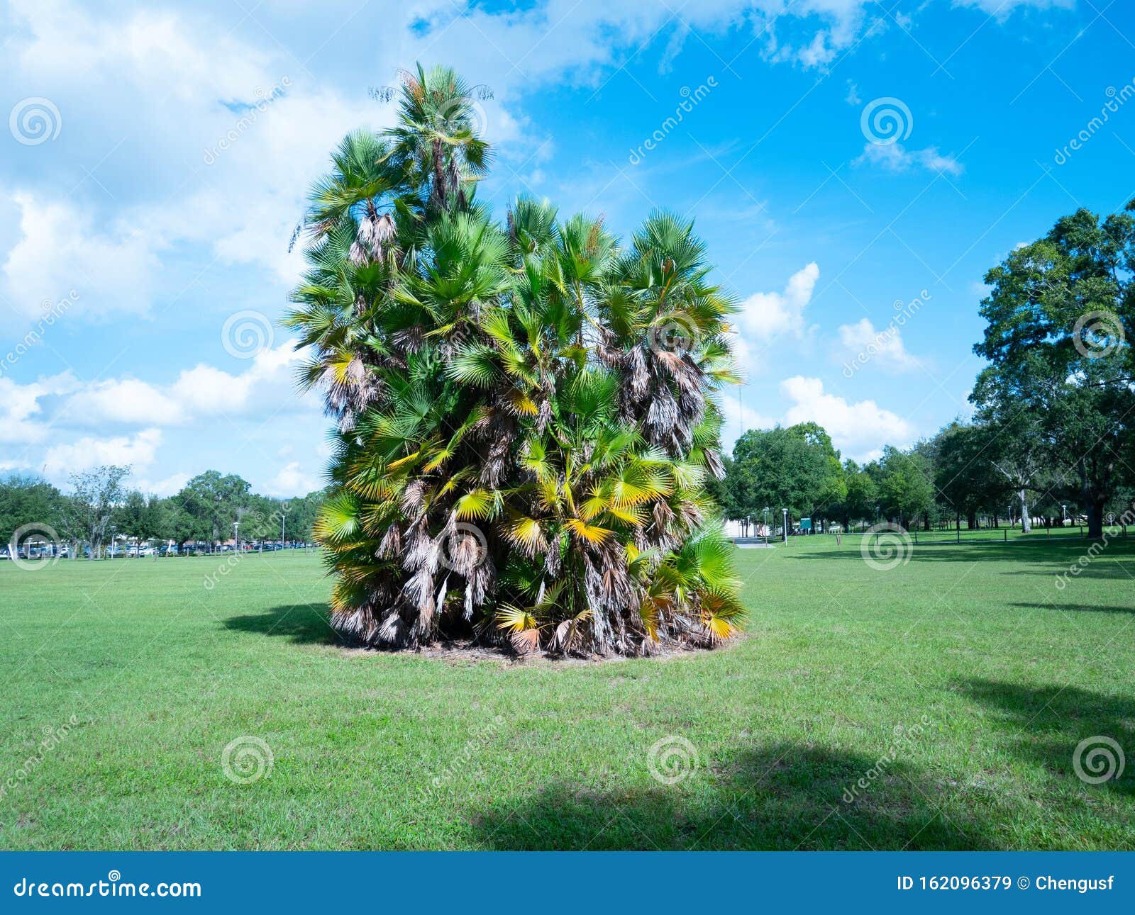 Florida palm tree cluster stock image. Image of lake - 162096379
