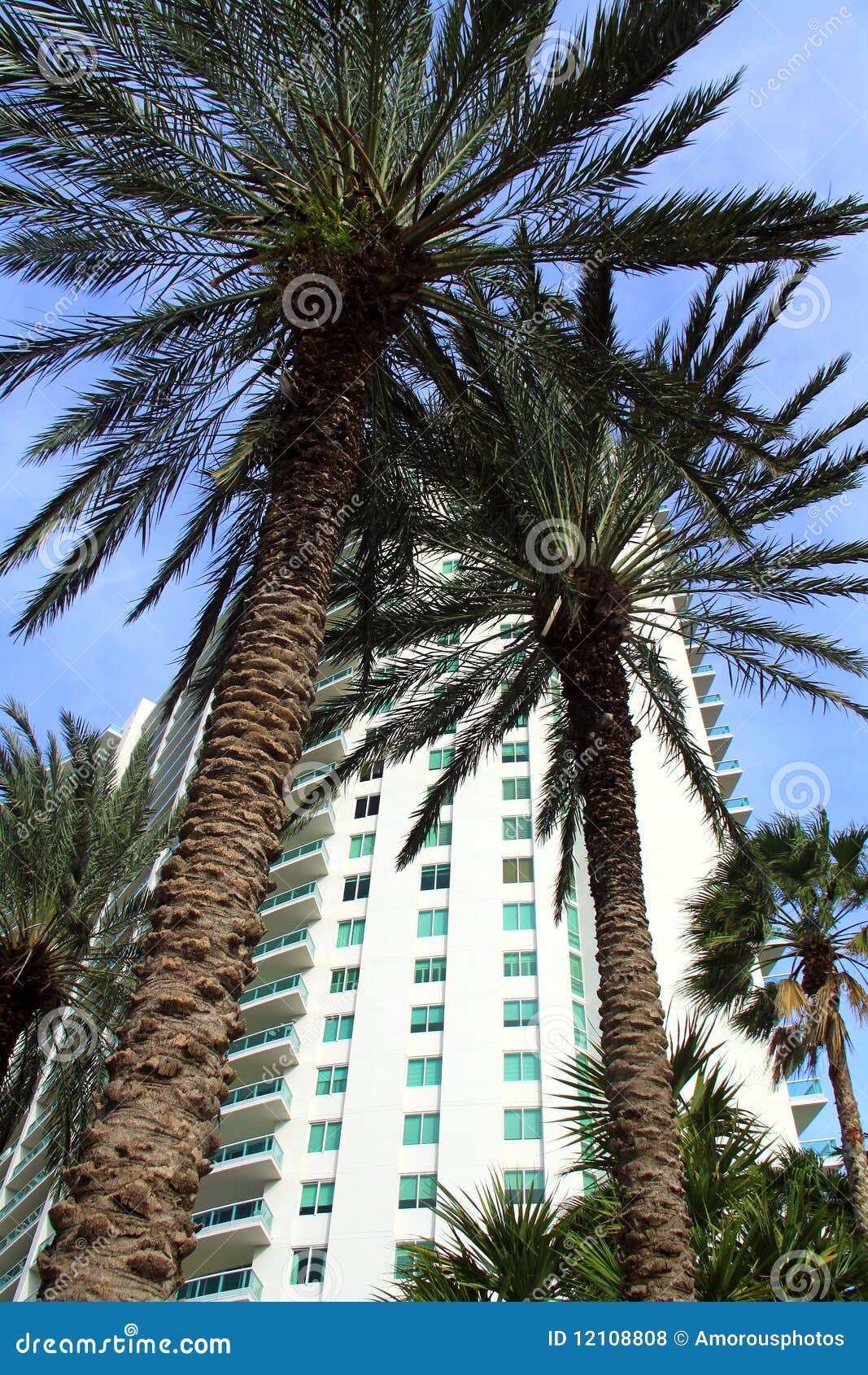 Florida Palm Trees and Building Stock Photo - Image of trees, skys ...