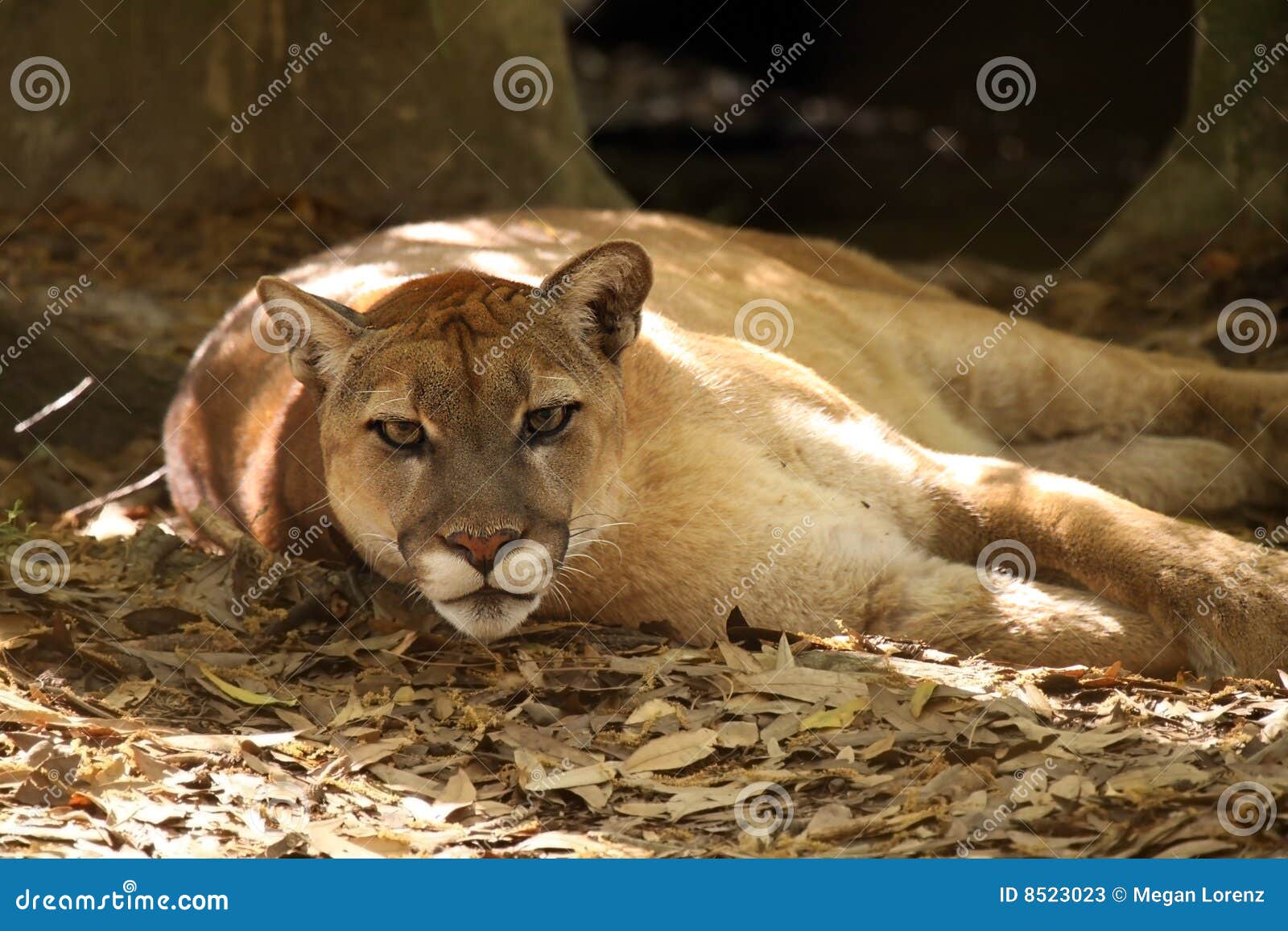 Florida Panther stock image. Image of cats, florida, alert - 8523023