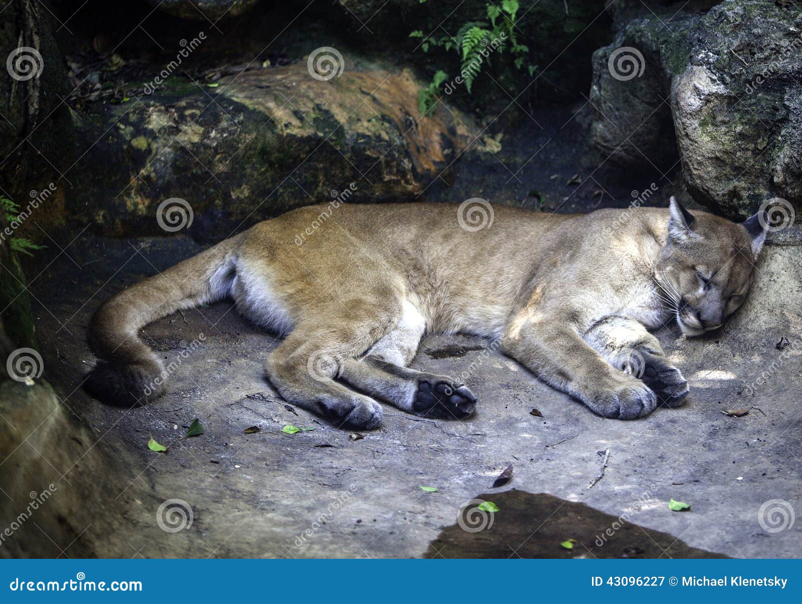 Florida Panther stock image. Image of species, feline - 43096227