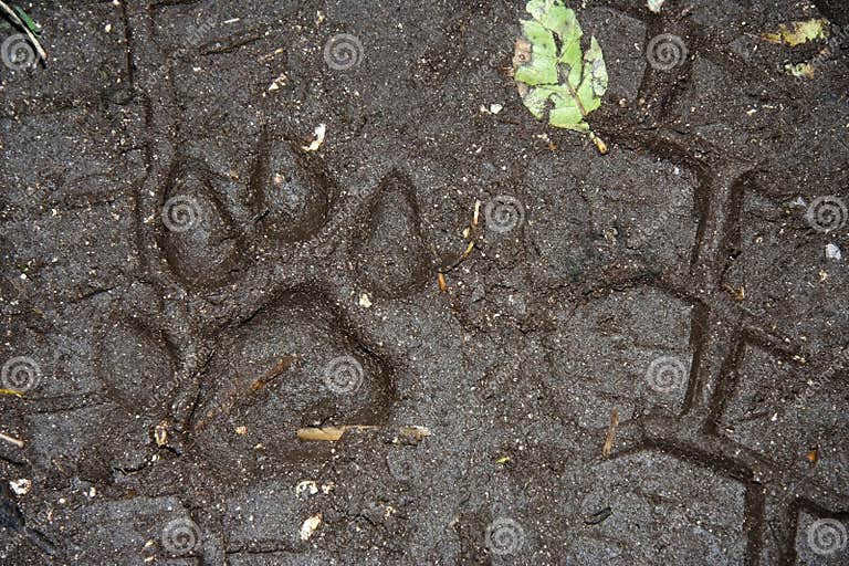 Florida Panther Track stock image. Image of nature, feline - 14148887