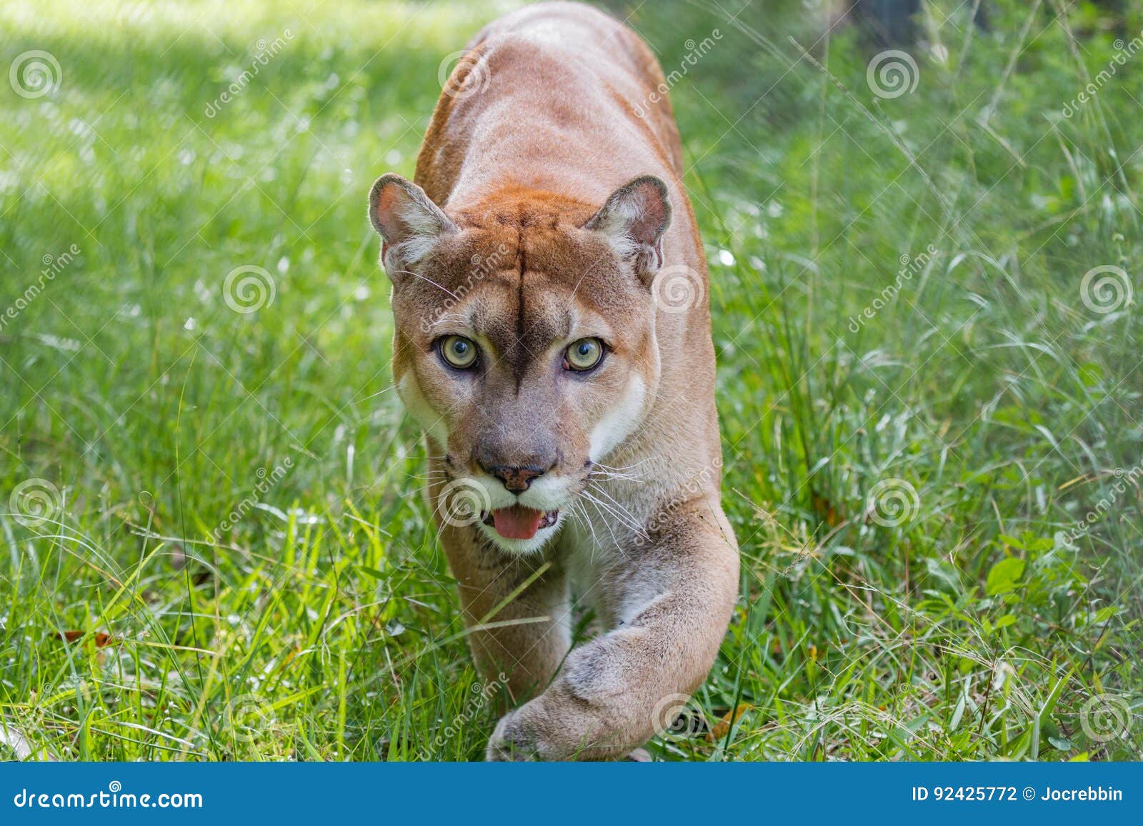 Panther Florida Animal Stock Photos. Panther Florida Animal Close-up ...