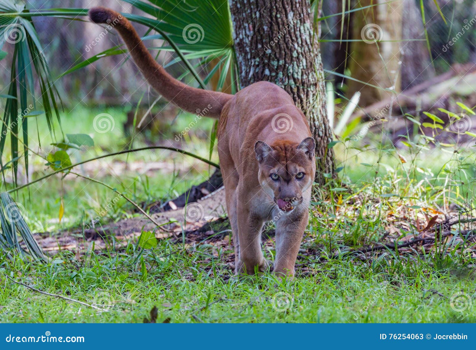 Florida Panther - Puma Concolor Royalty-Free Stock Image ...