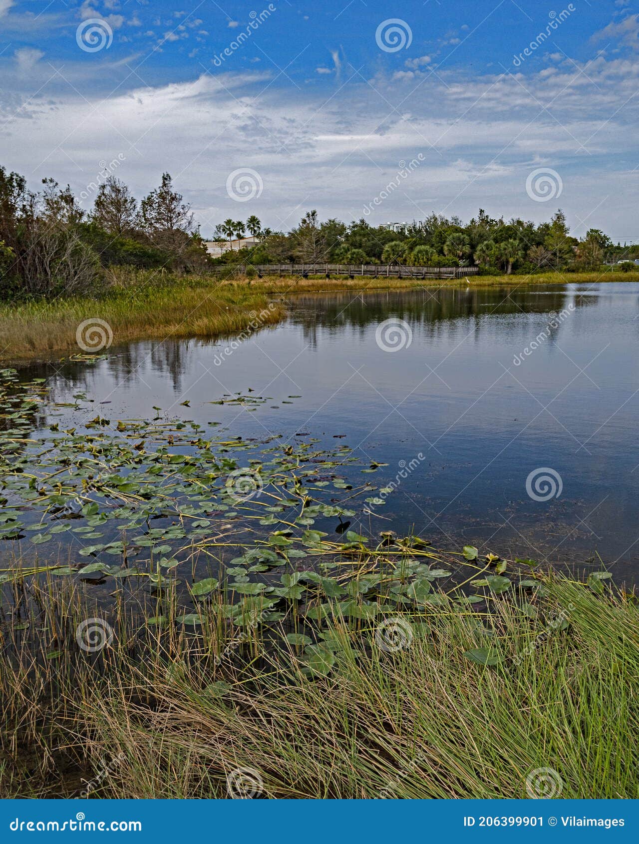 Florida Park with Swamp Vegetation Stock Image - Image of background ...