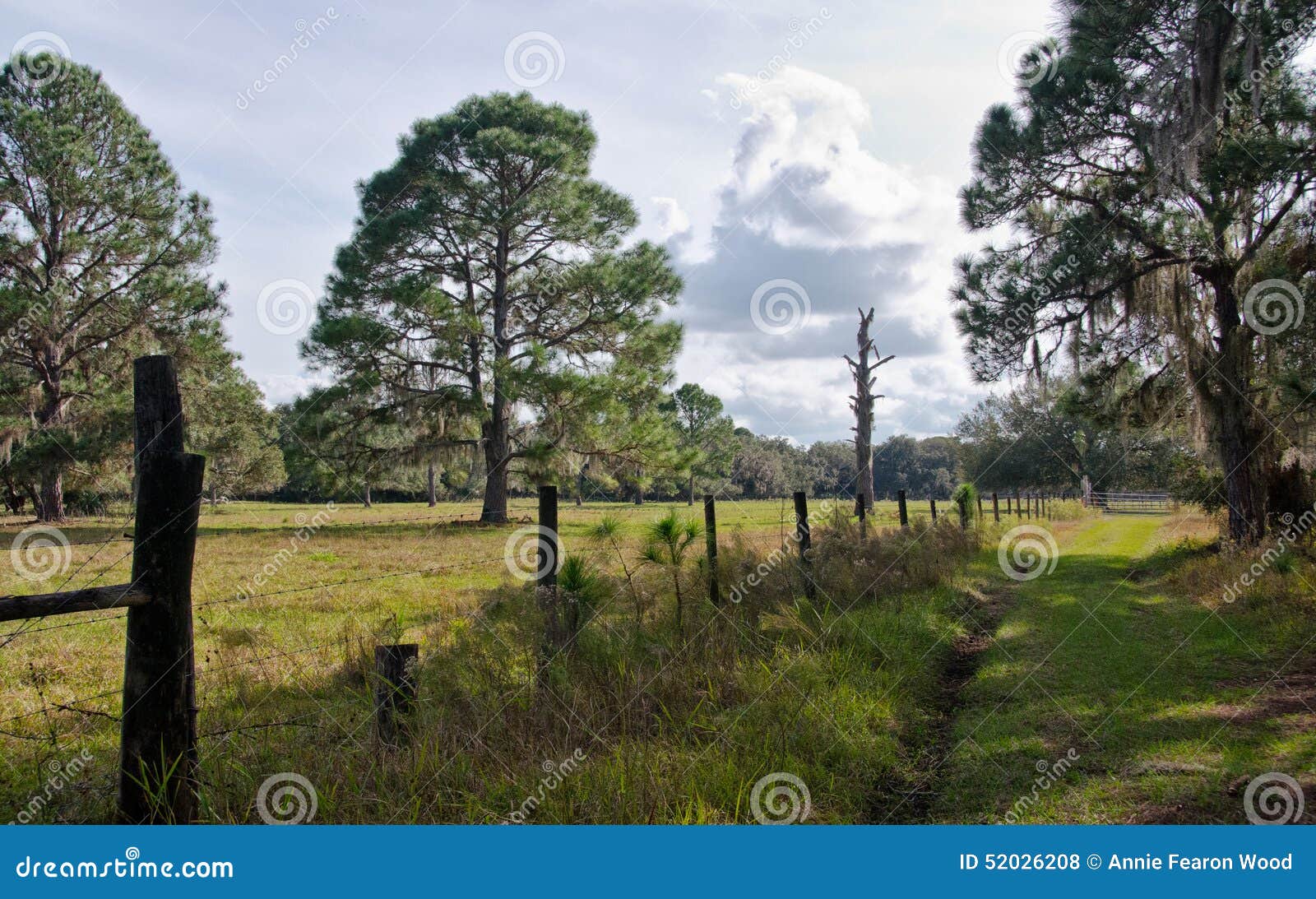 Florida pasture stock photo. Image of fence, live, central - 52026208