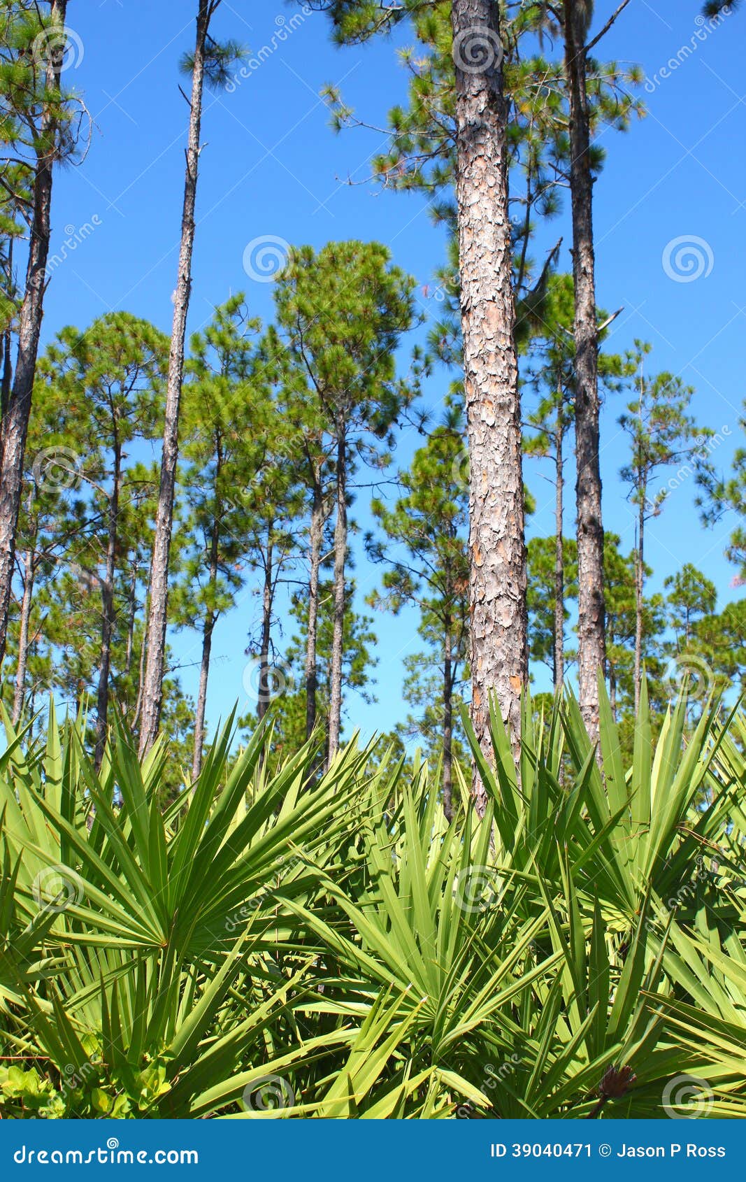 Florida Pine Flatwoods stock image. Image of america - 39040471