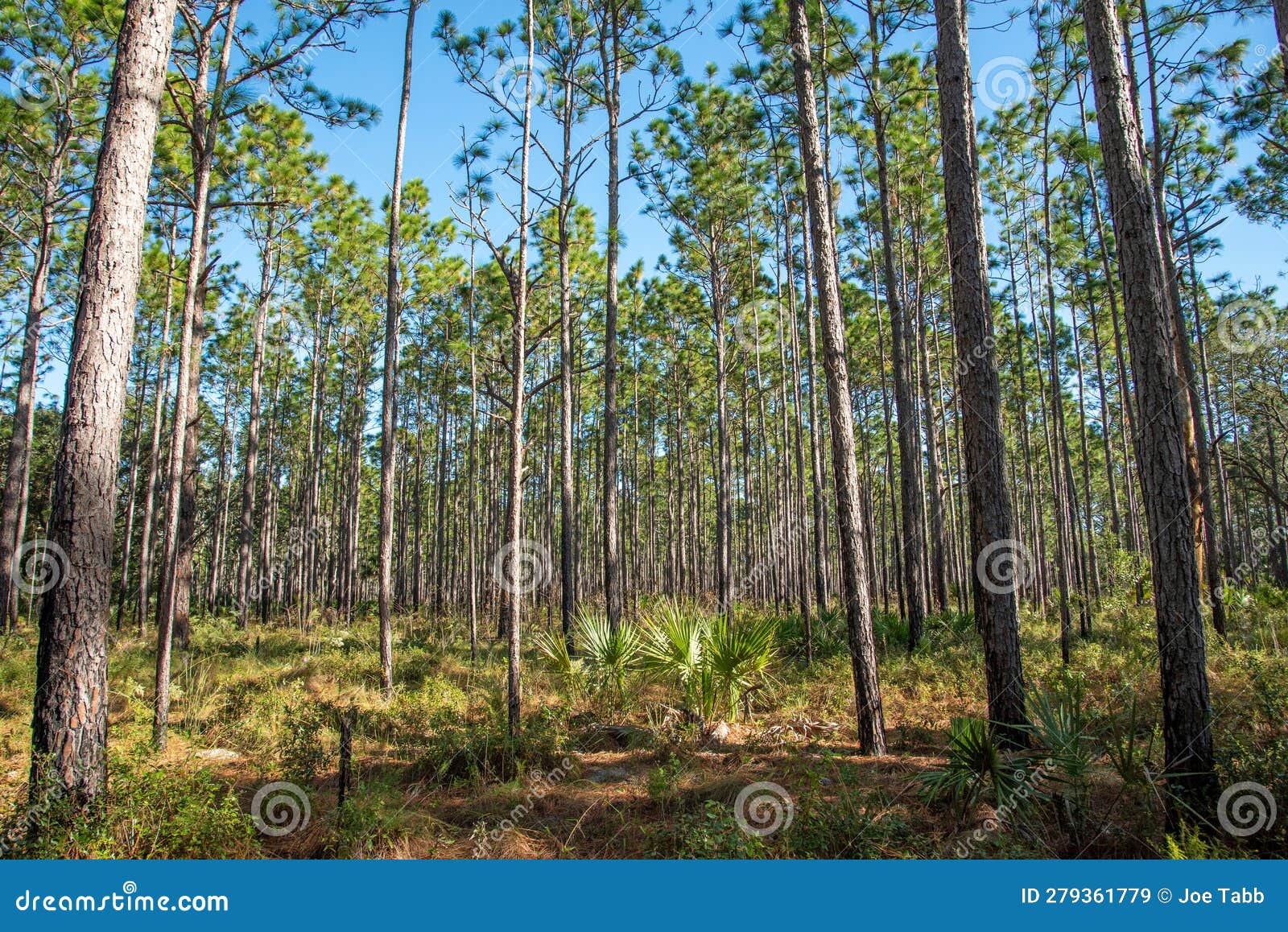 Florida pine forest trail stock image. Image of trail - 279361779