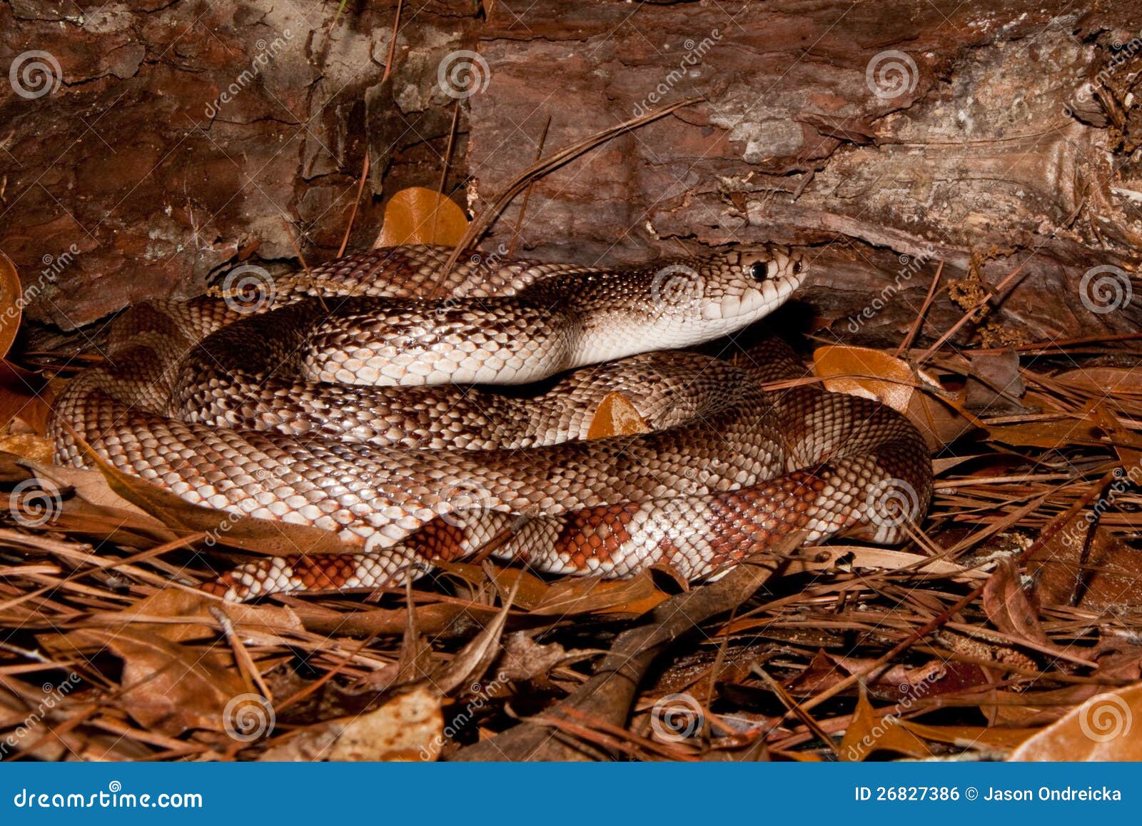 Florida Pine Snake stock photo. Image of pituophis, color - 26827386