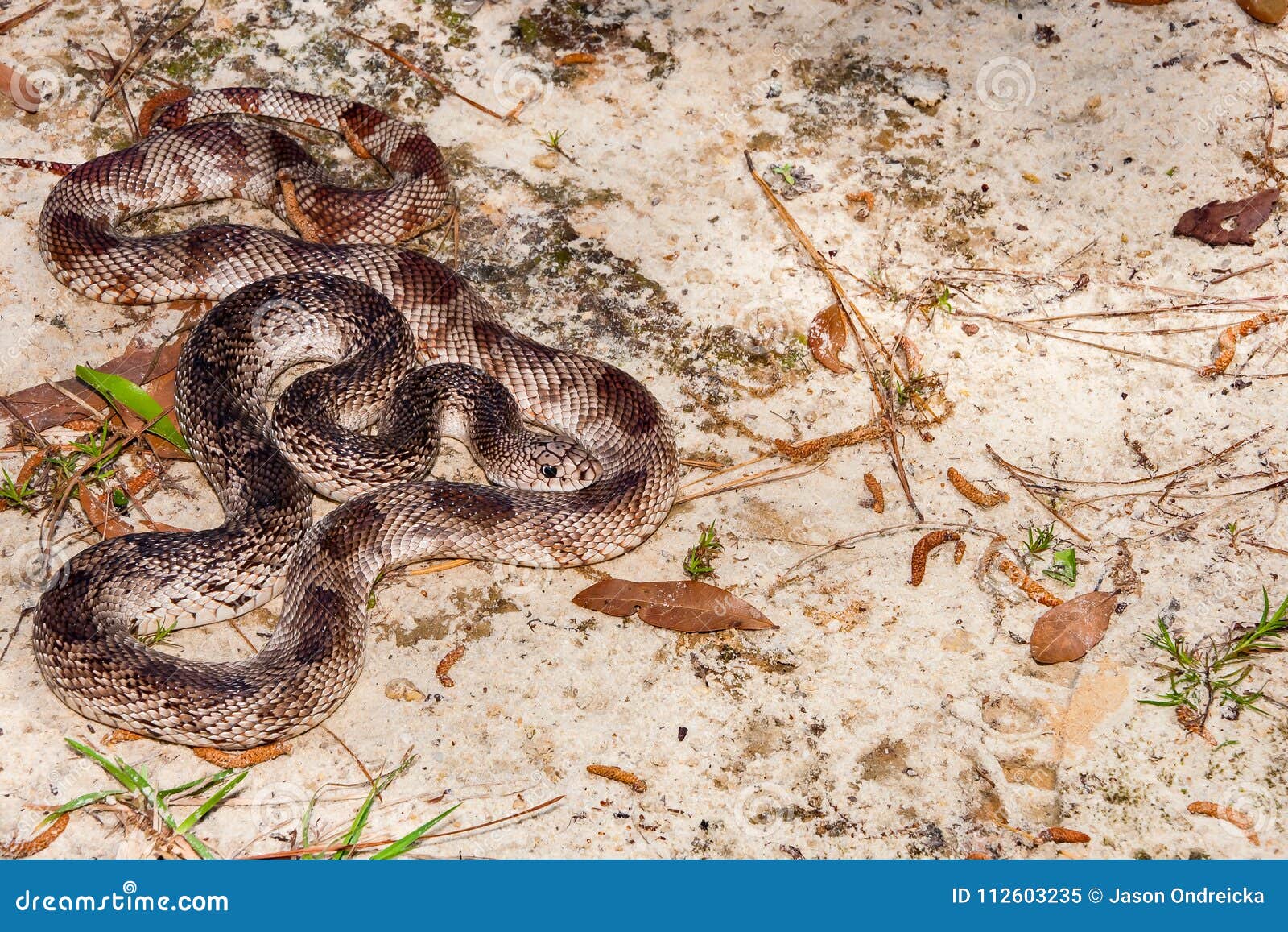 Florida Pine Snake Pituophis Melanoleucus Mugitus Stock Image - Image ...