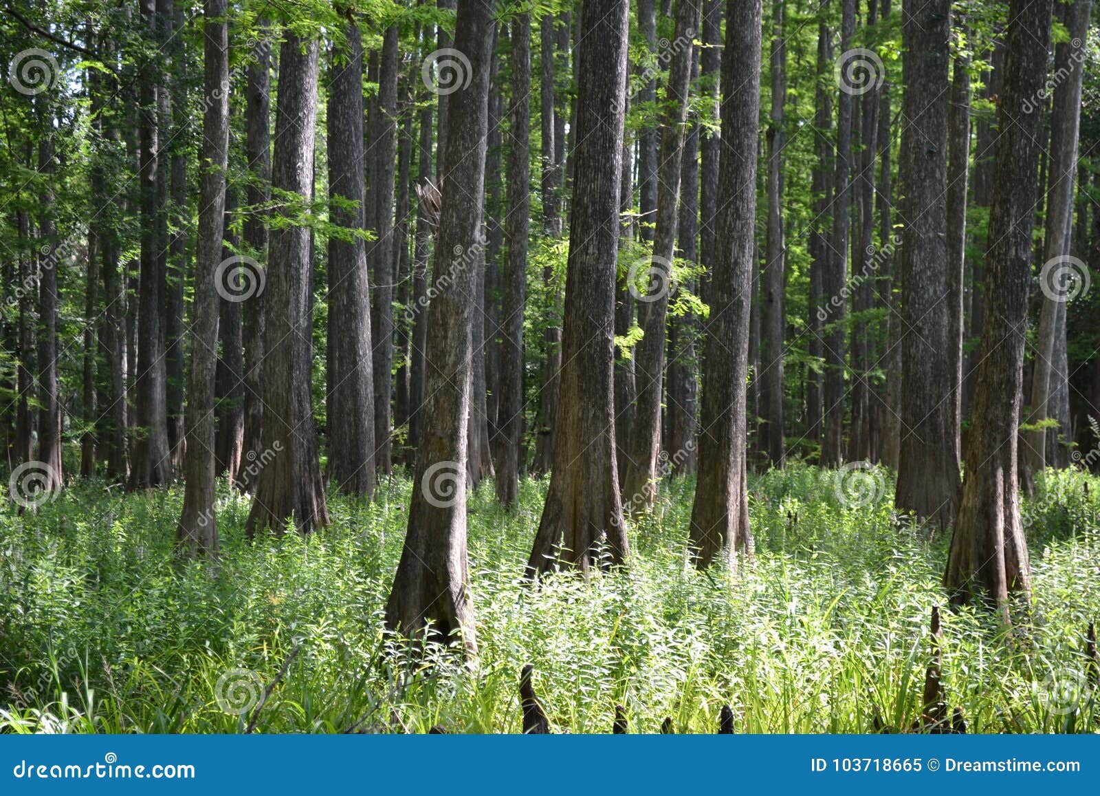 Florida Pine Trees stock image. Image of ground, green - 103718665