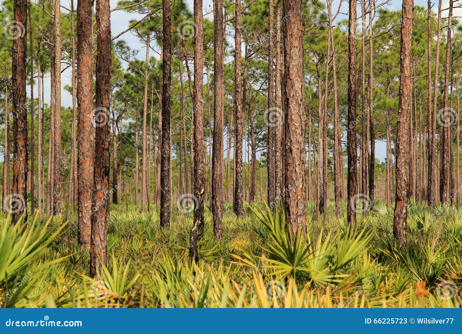 Florida Pinelands stock image. Image of jupiter, state - 66225723
