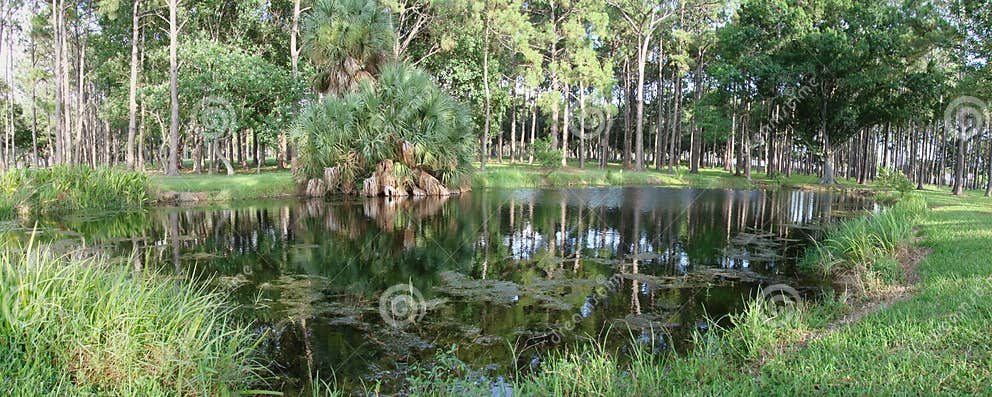 Florida pond stock image. Image of woods, wetlands, water - 2702983
