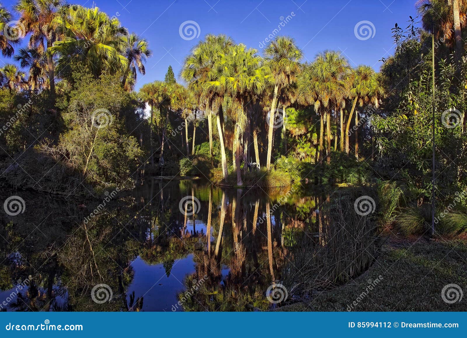 Florida pond, garden area stock photo. Image of pond - 85994112