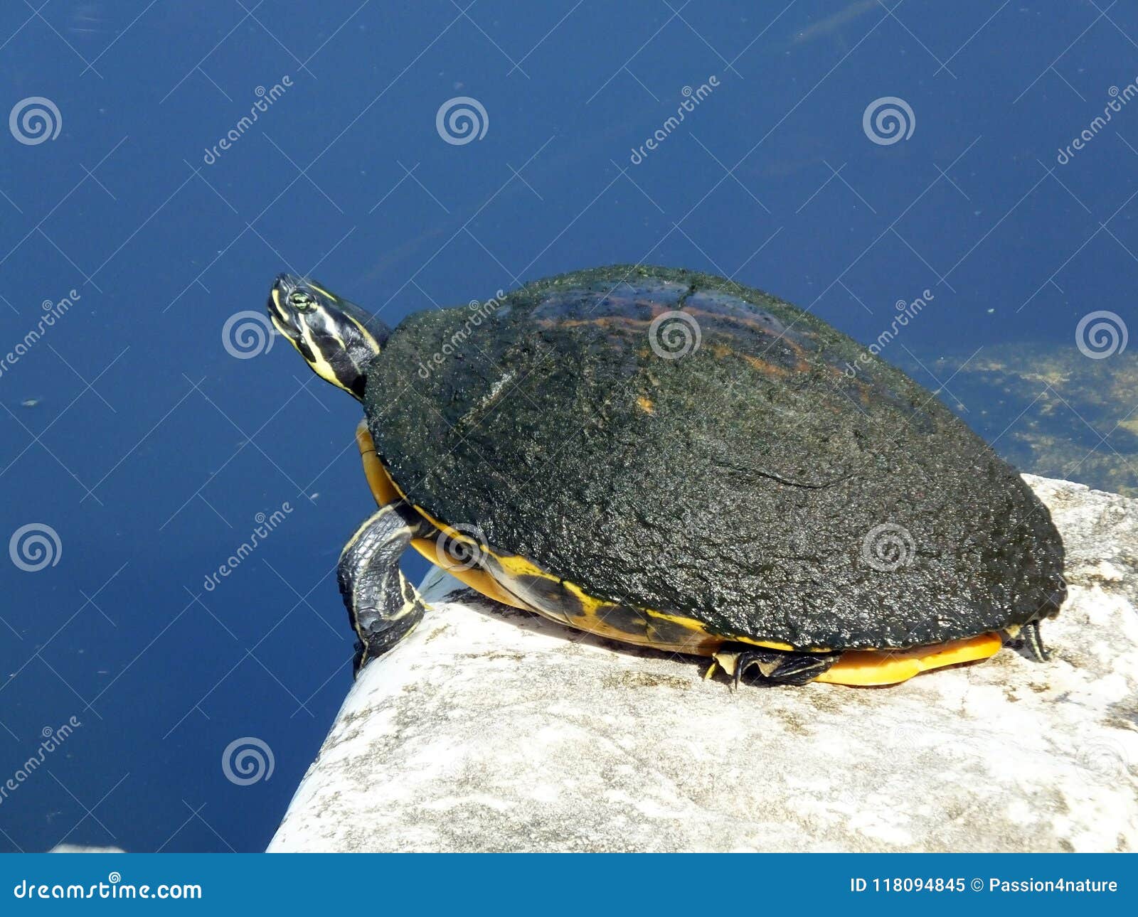 Red-bellied Pseudemys Rubriventris Stock Image - Image of wildlife ...