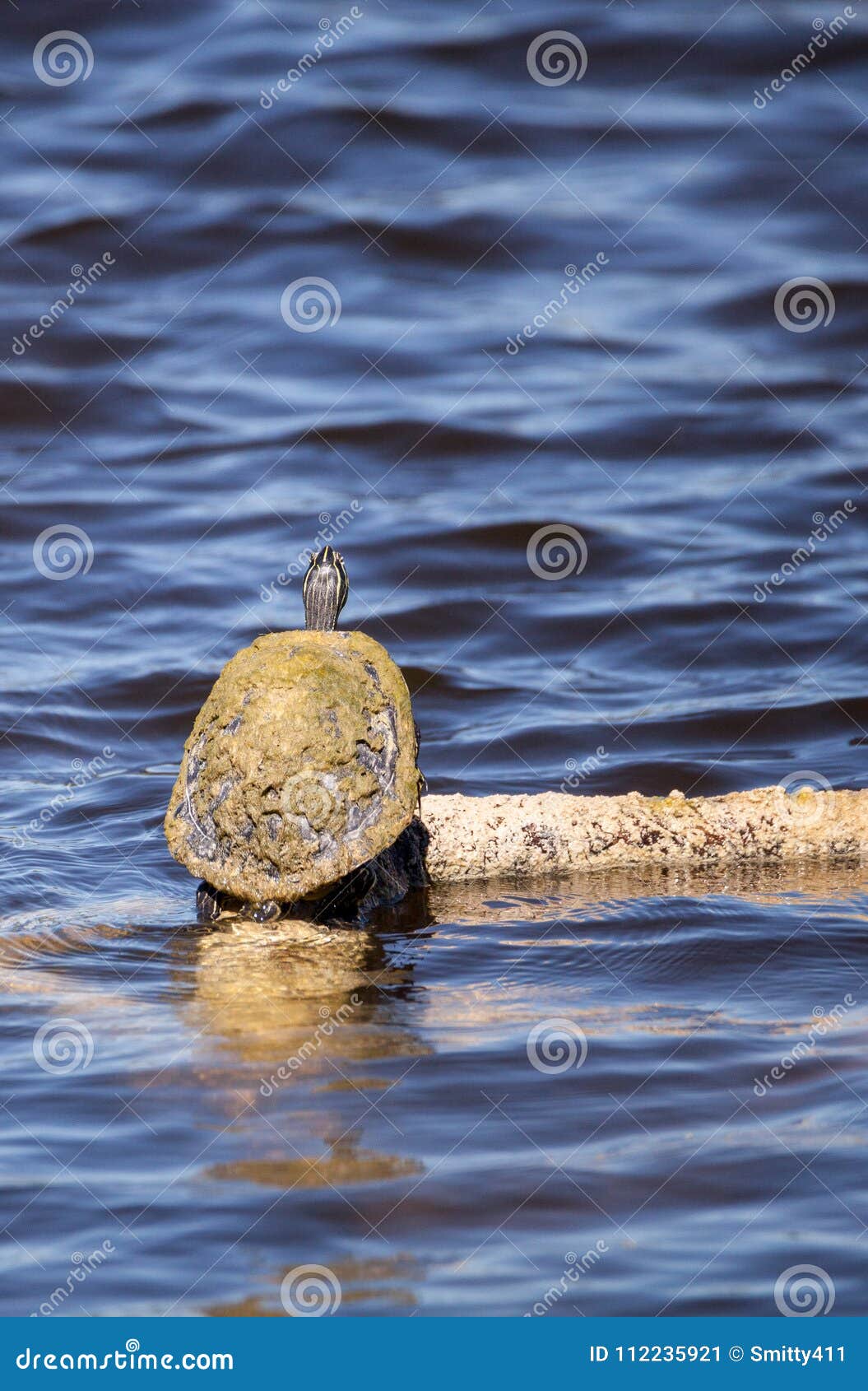 Turtle With Algae Growing On Shell Stock Photo | CartoonDealer.com ...