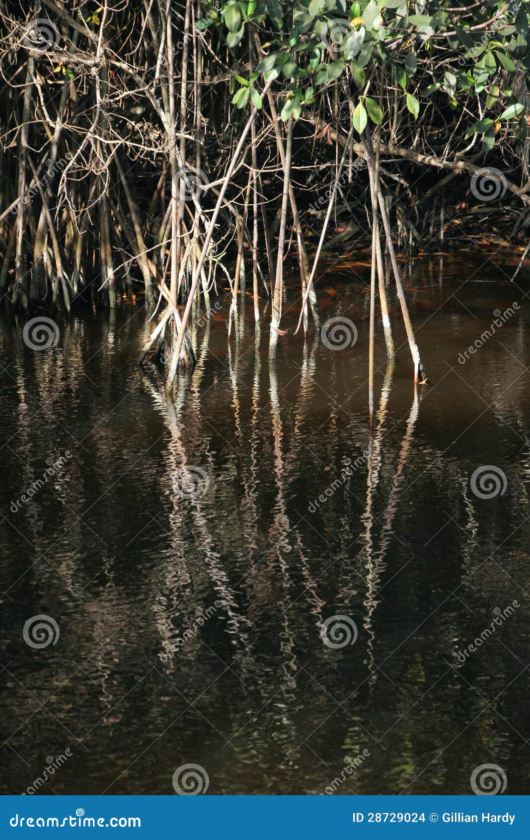 Florida Red Mangroves stock photo. Image of florida, roots - 28729024