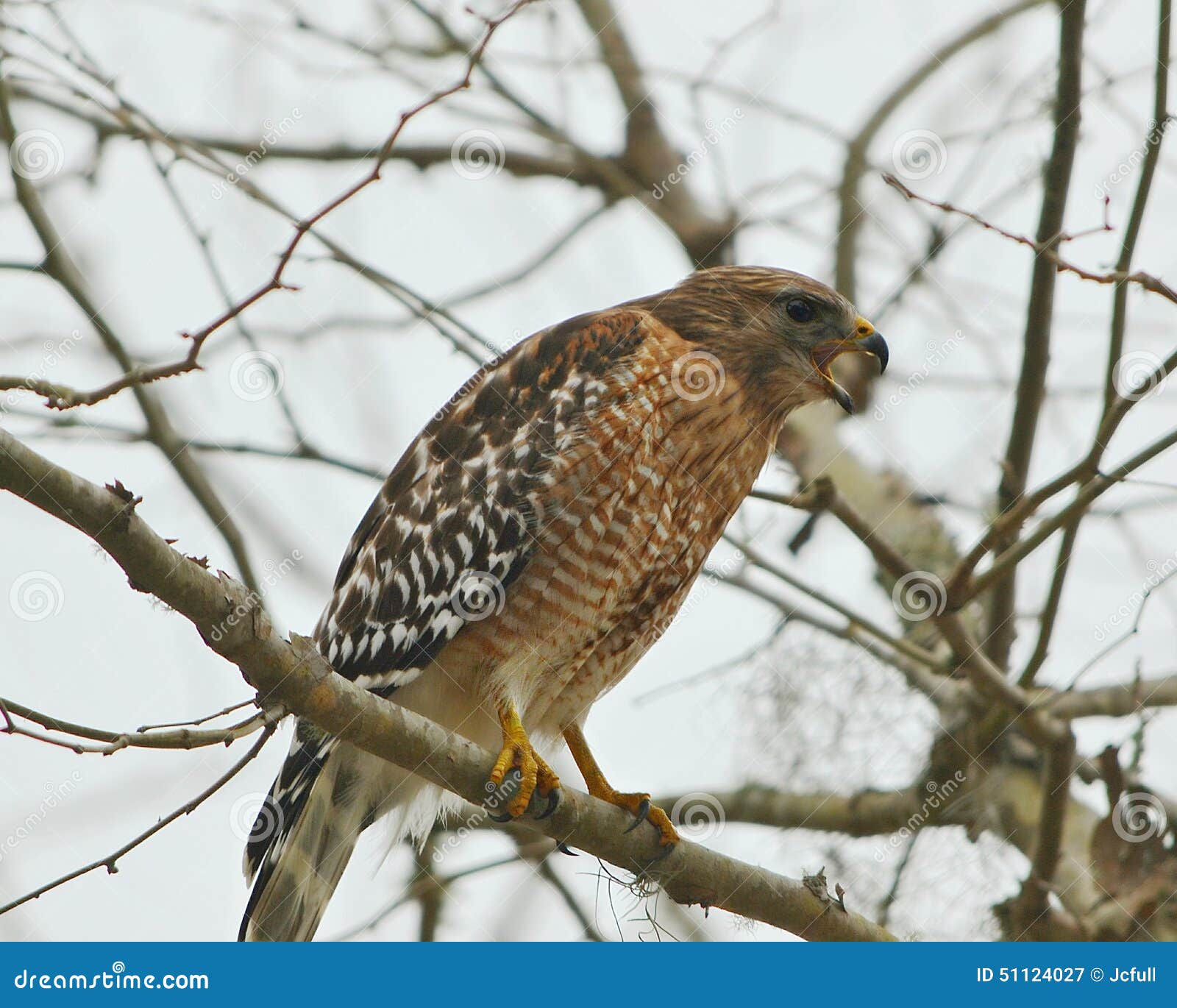 Red Shouldered Hawk Squawking Stock Image - Image of wings, birds: 51124027