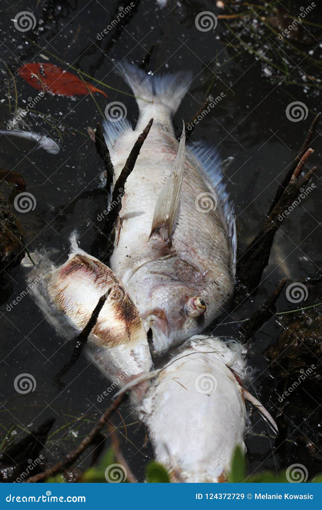 Florida Red Tide Phenomenon Stock Image - Image of dead, wild: 124372729