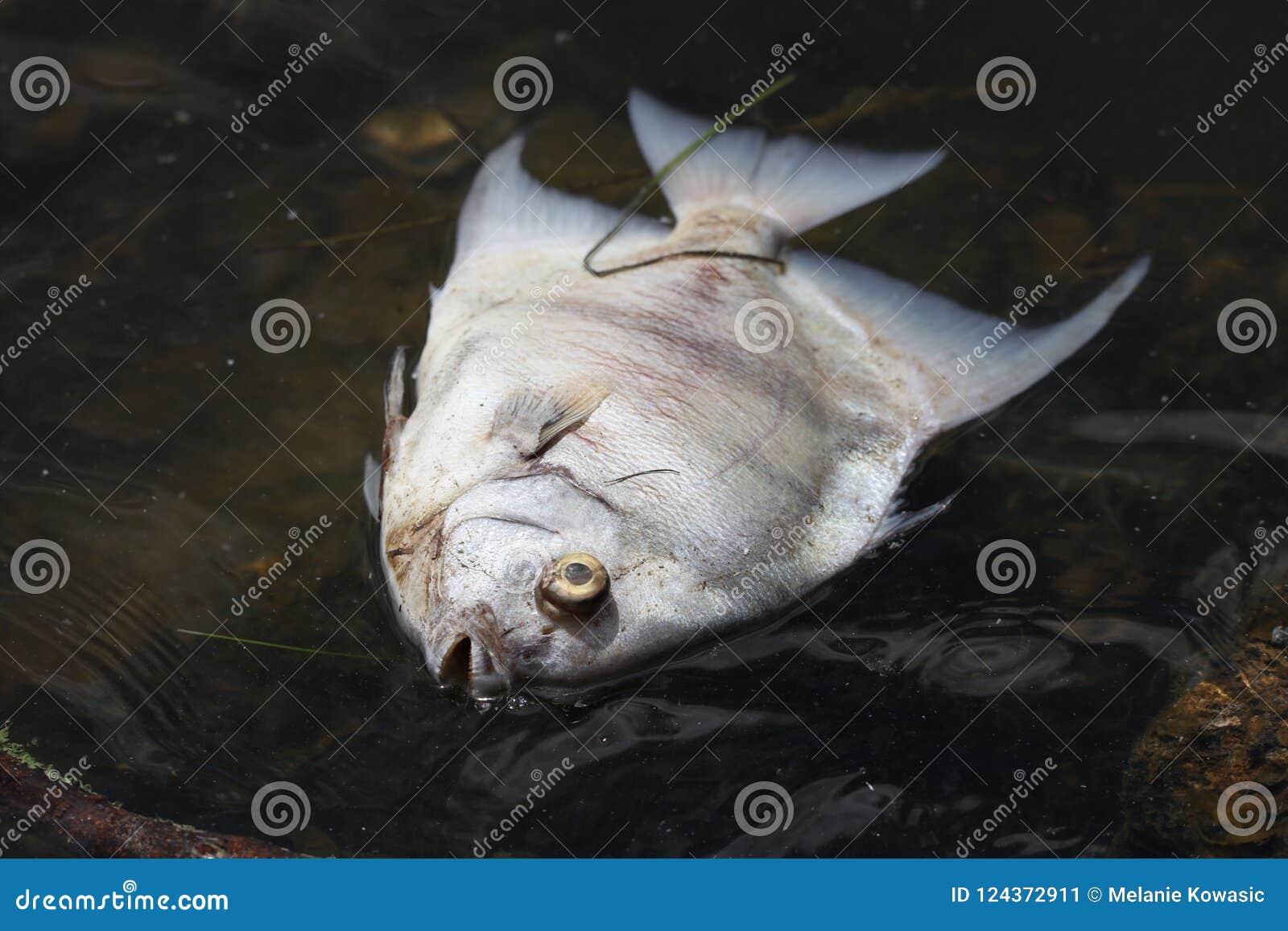 Florida Red Tide Phenomenon Stock Image - Image of toxic, look: 124372911
