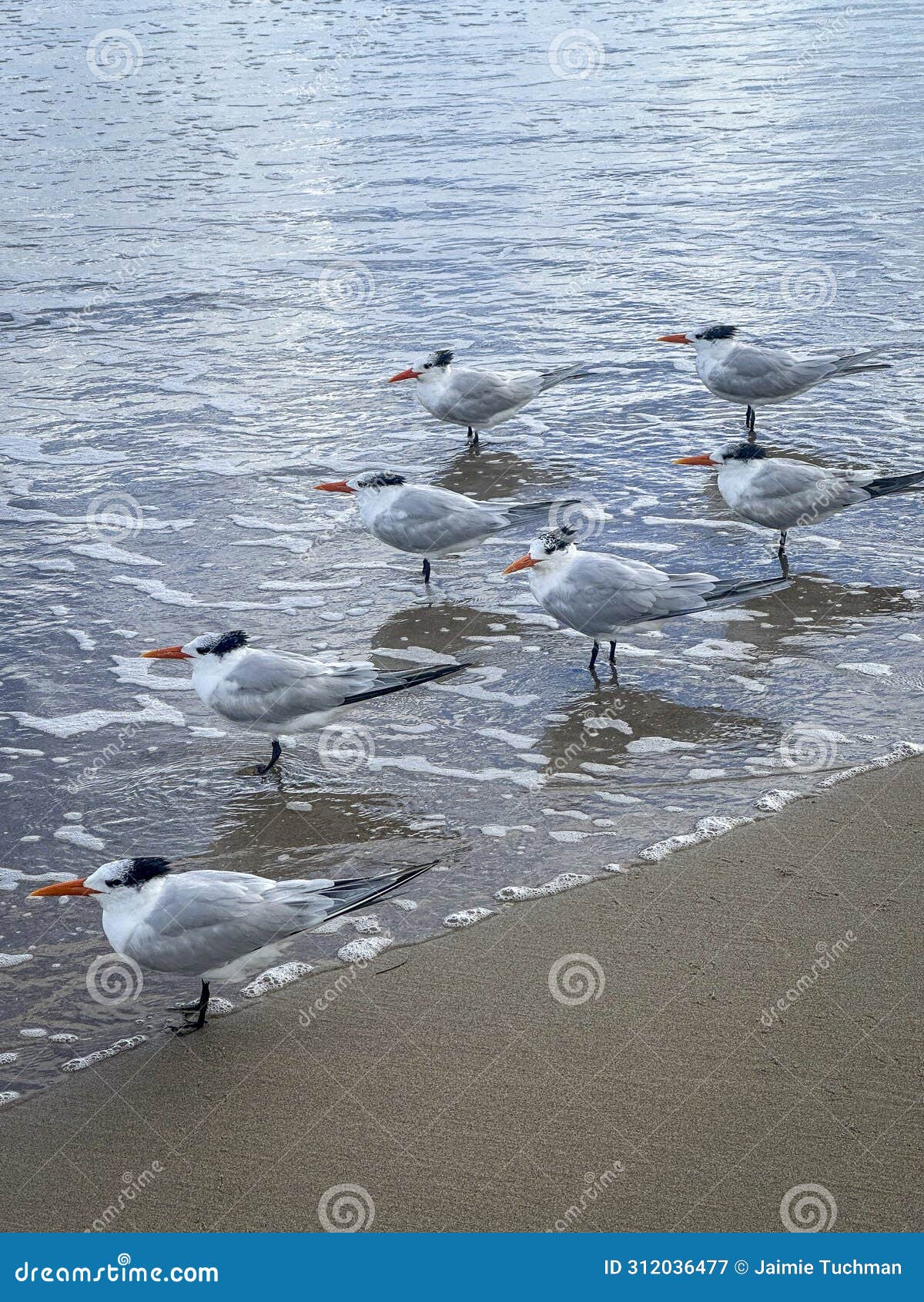 Florida Royal Terns on the Shore of the Beach Stock Image - Image of ...