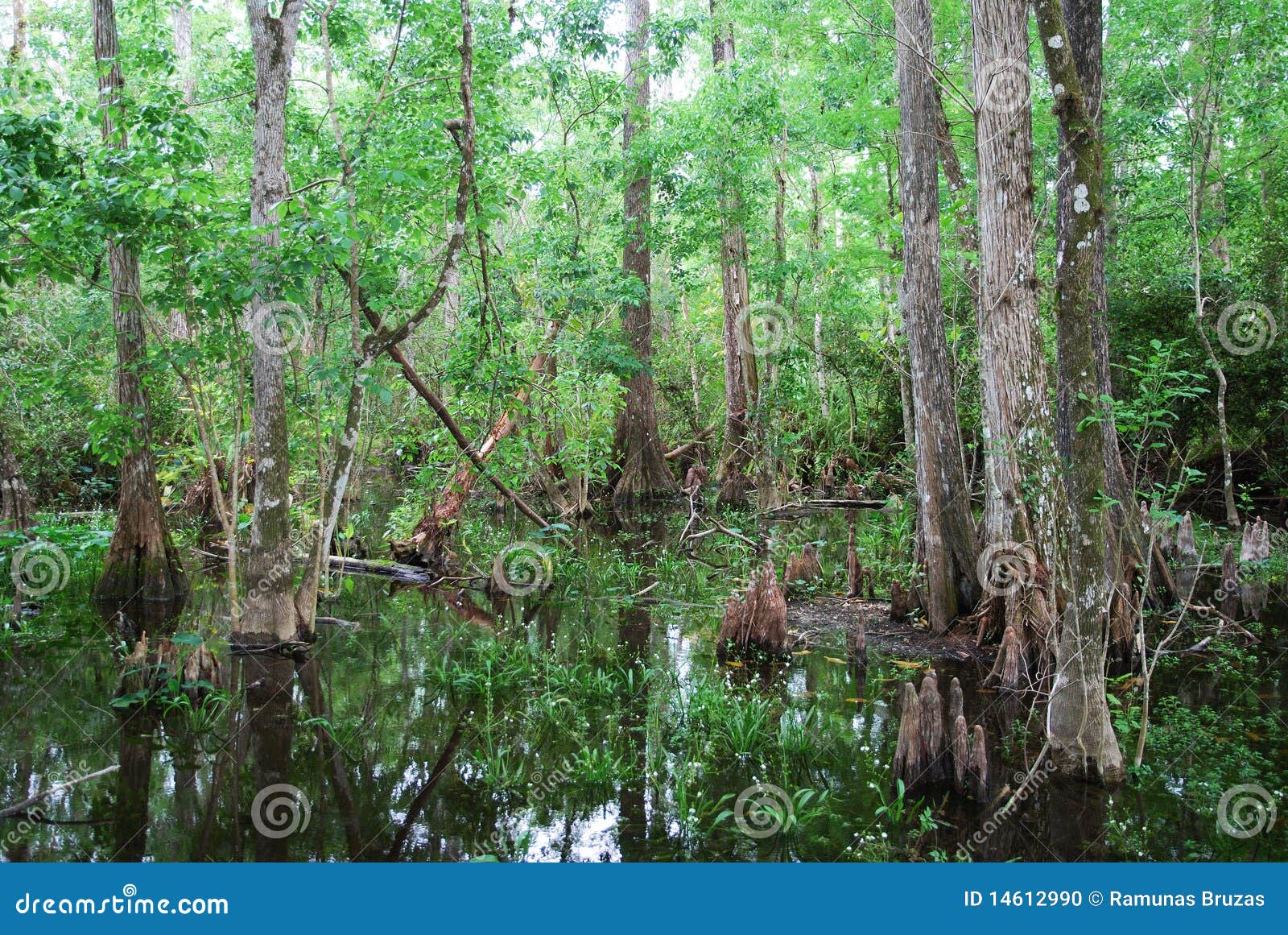 Florida s Swamp stock photo. Image of everglades, travel - 14612990