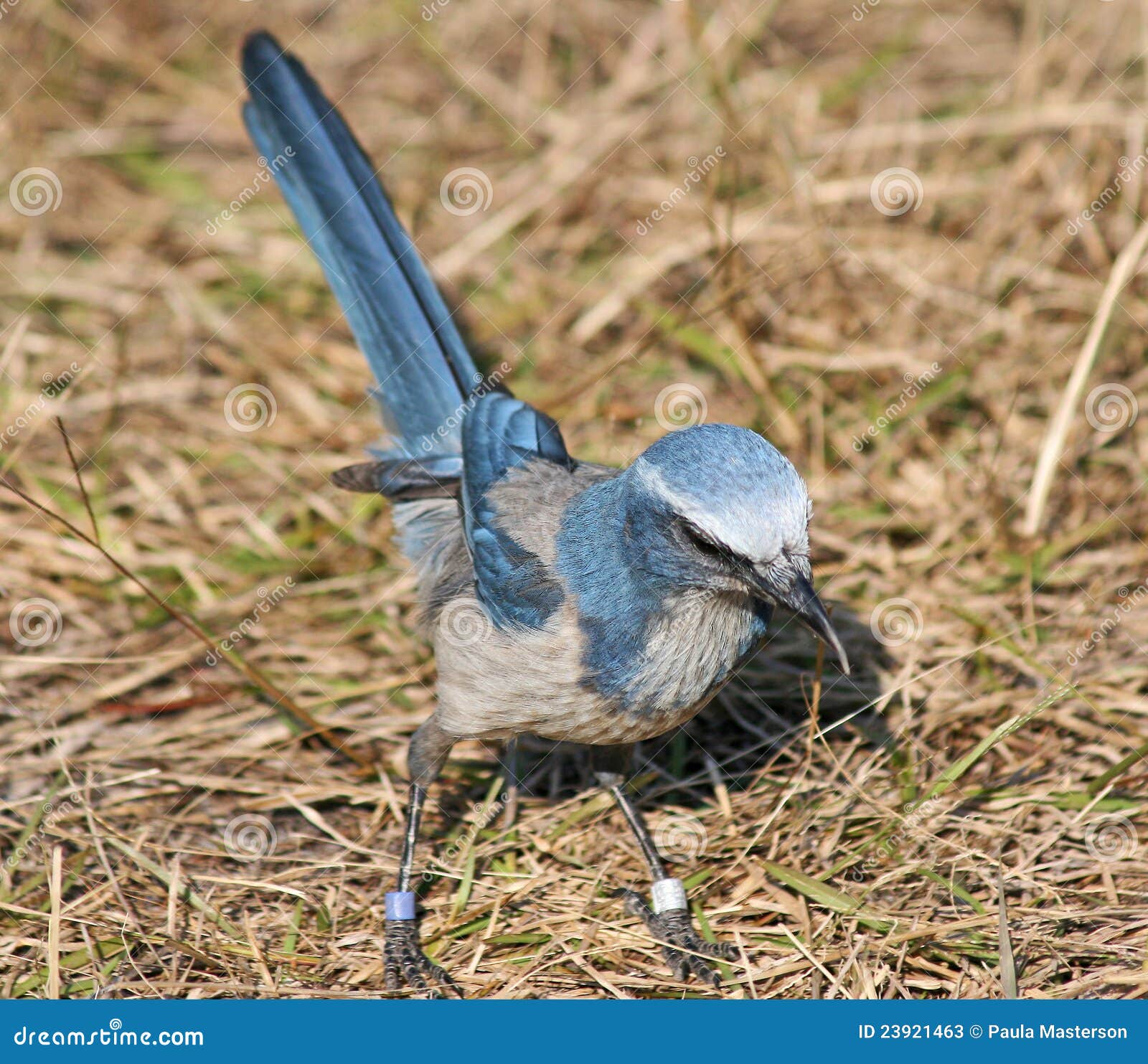 Florida scheuert Jay-Vogel stockbild. Bild von trocken - 23921463