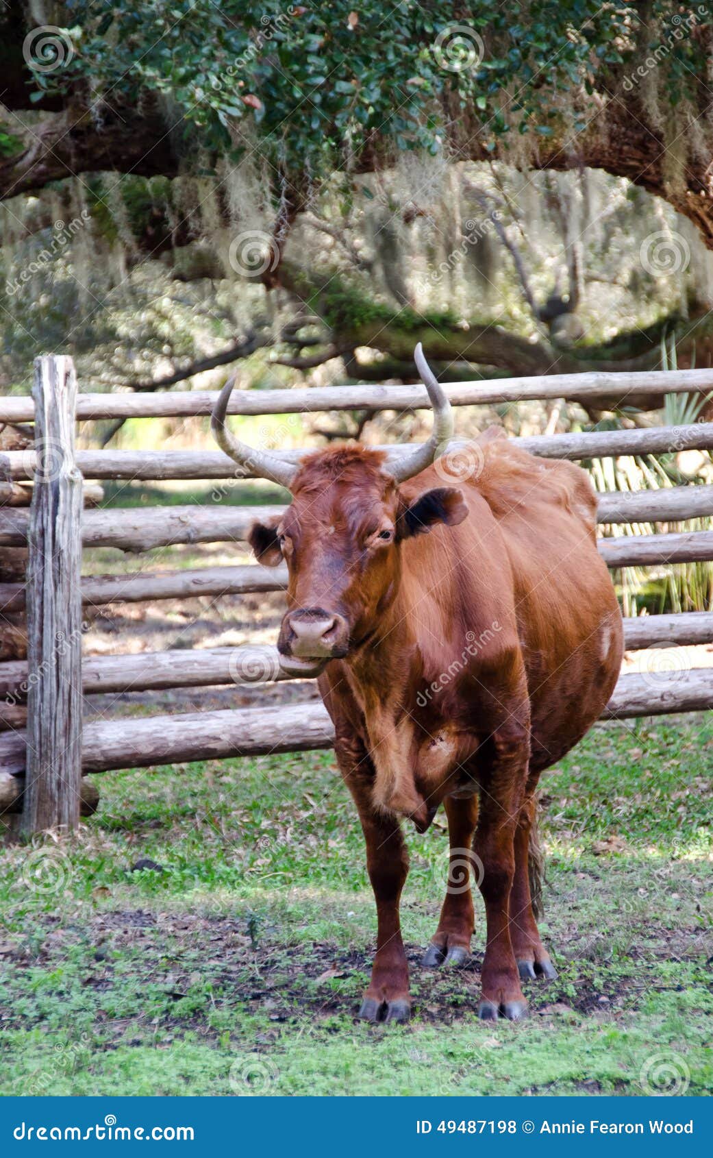 Florida scrub cow stock photo. Image of corrals, gather - 49487198