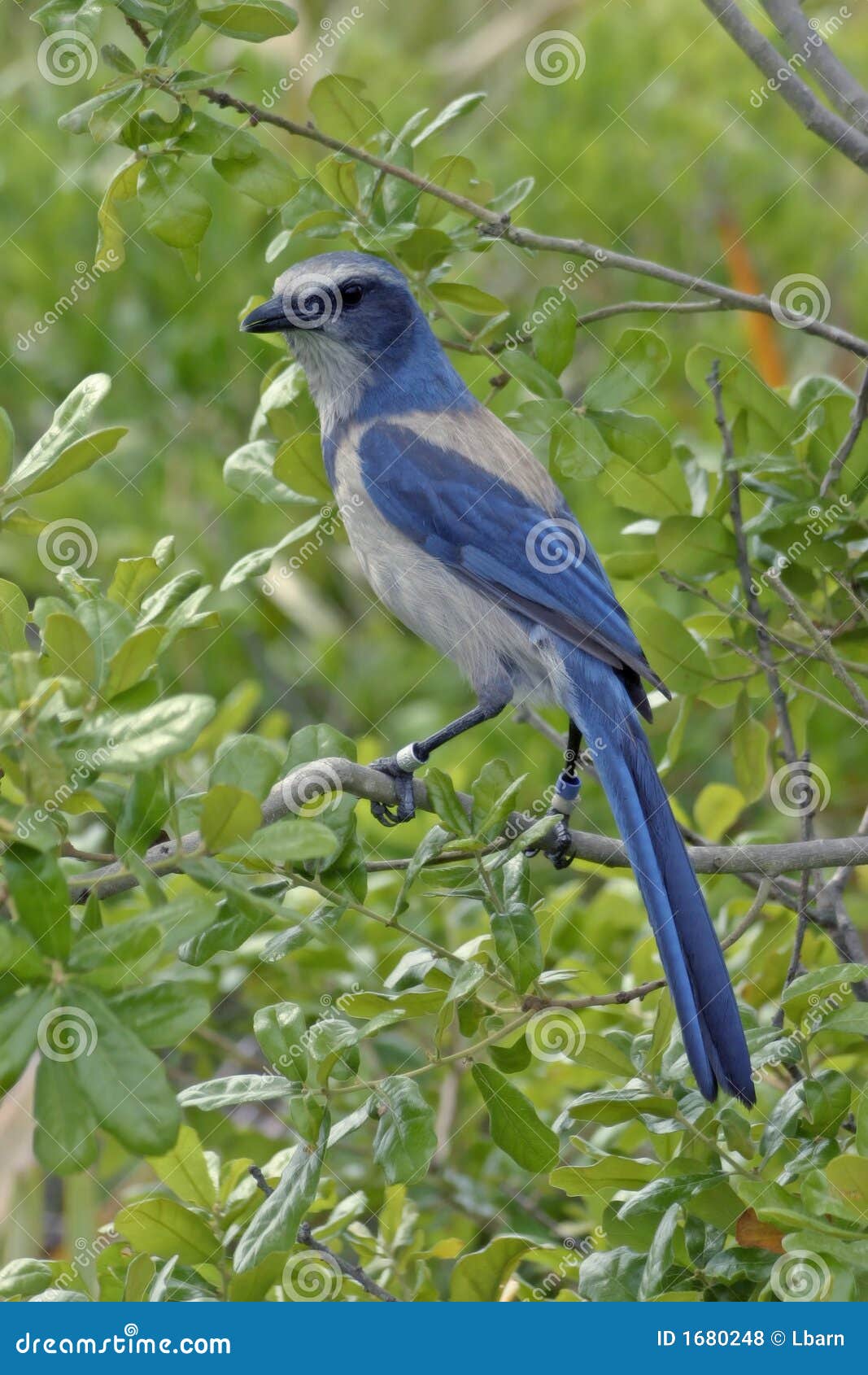 Florida scrub jay stock photo. Image of omnivore, gray - 1680248