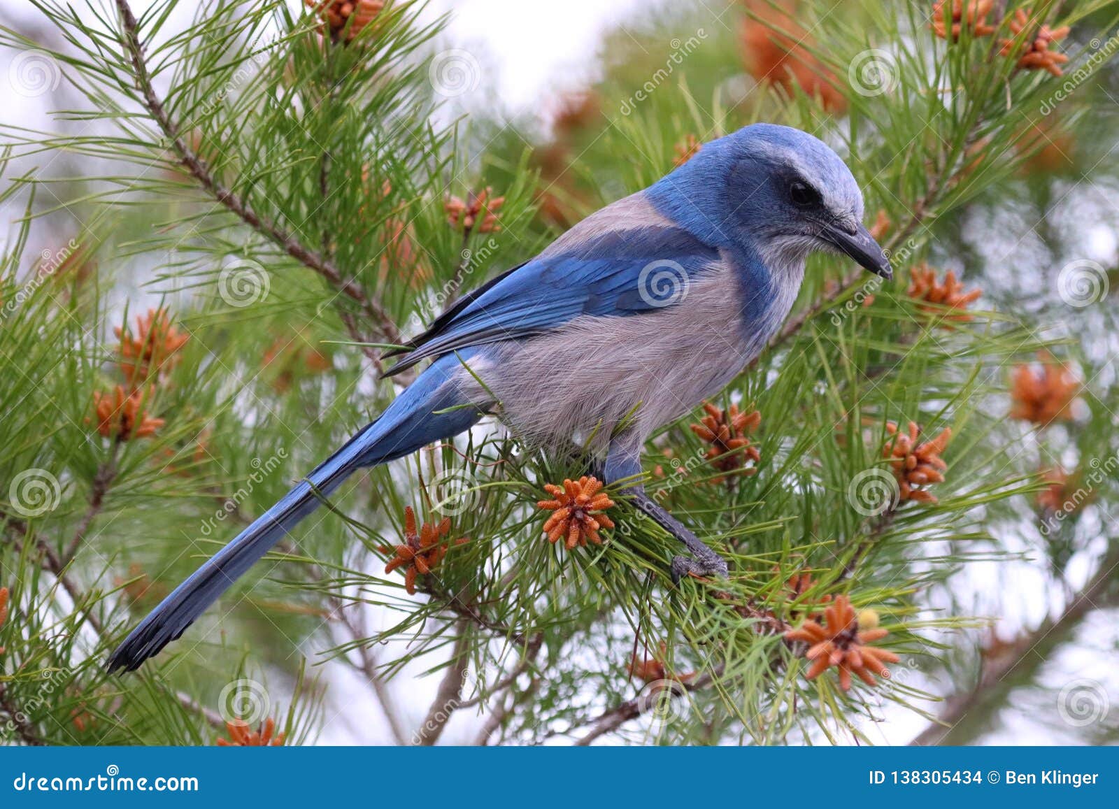 Florida Scrub Jay stock photo. Image of florida, trees - 138305434