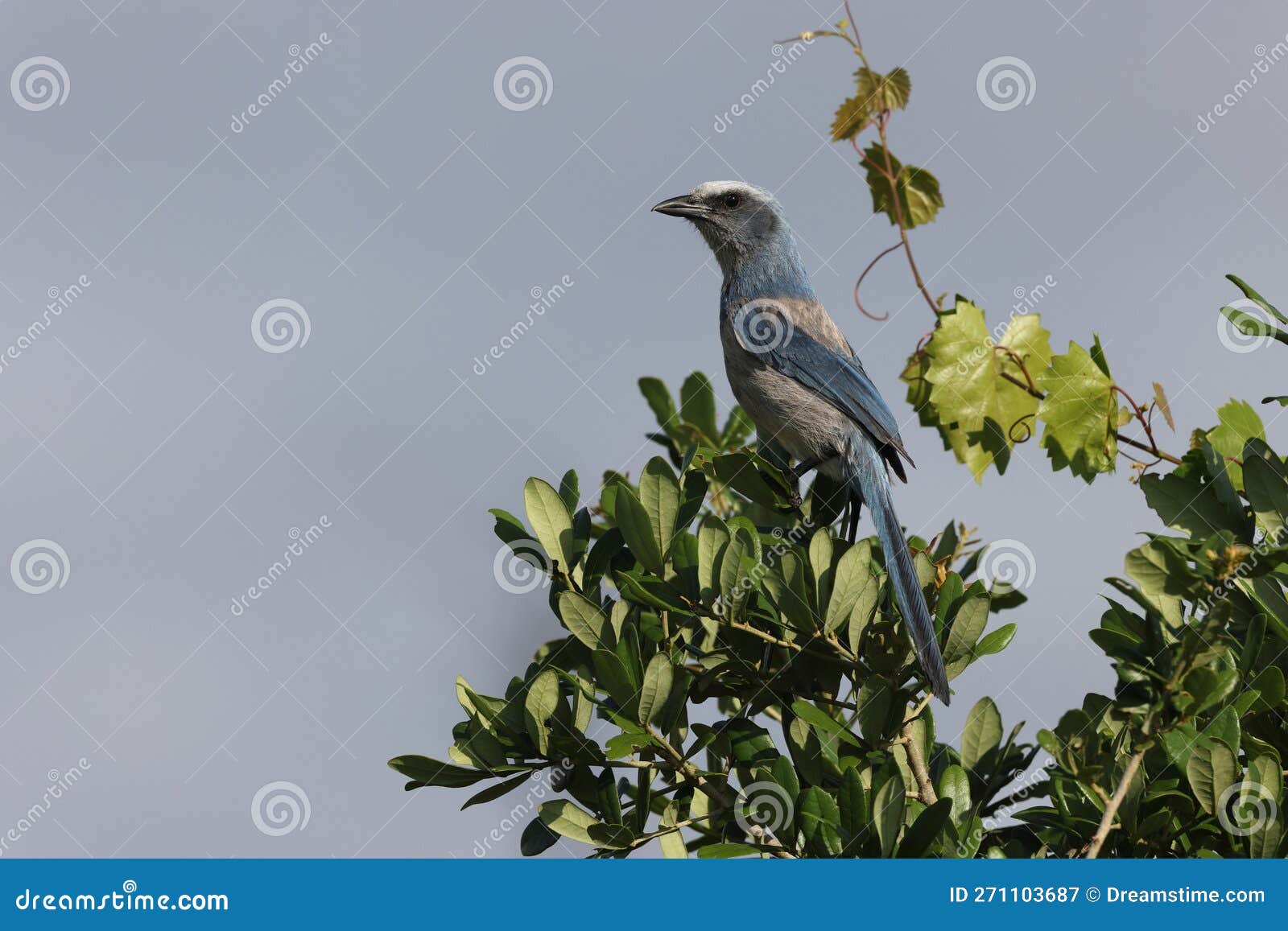 Florida Scrub Jay Florida USA Stock Image - Image of nature, natural ...