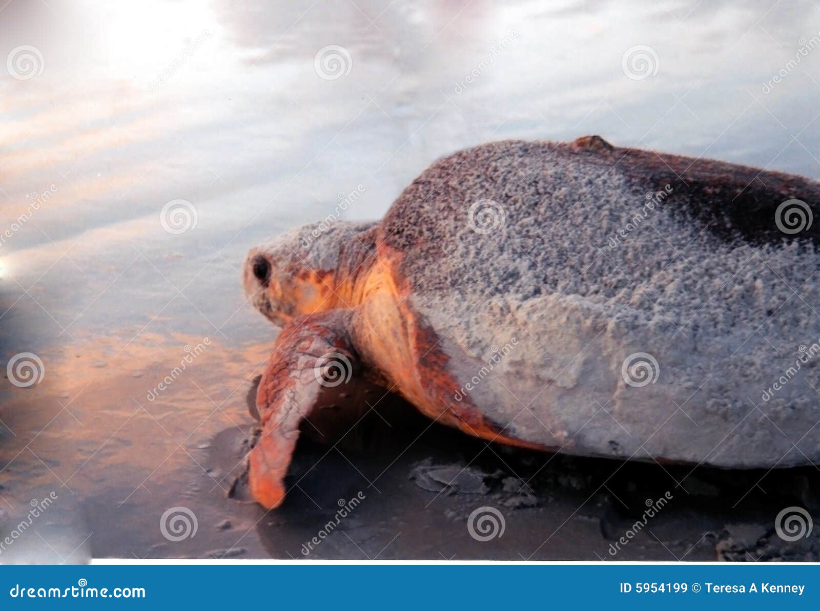 Florida Sea Turtle at Sunrise Stock Image - Image of giant, states: 5954199