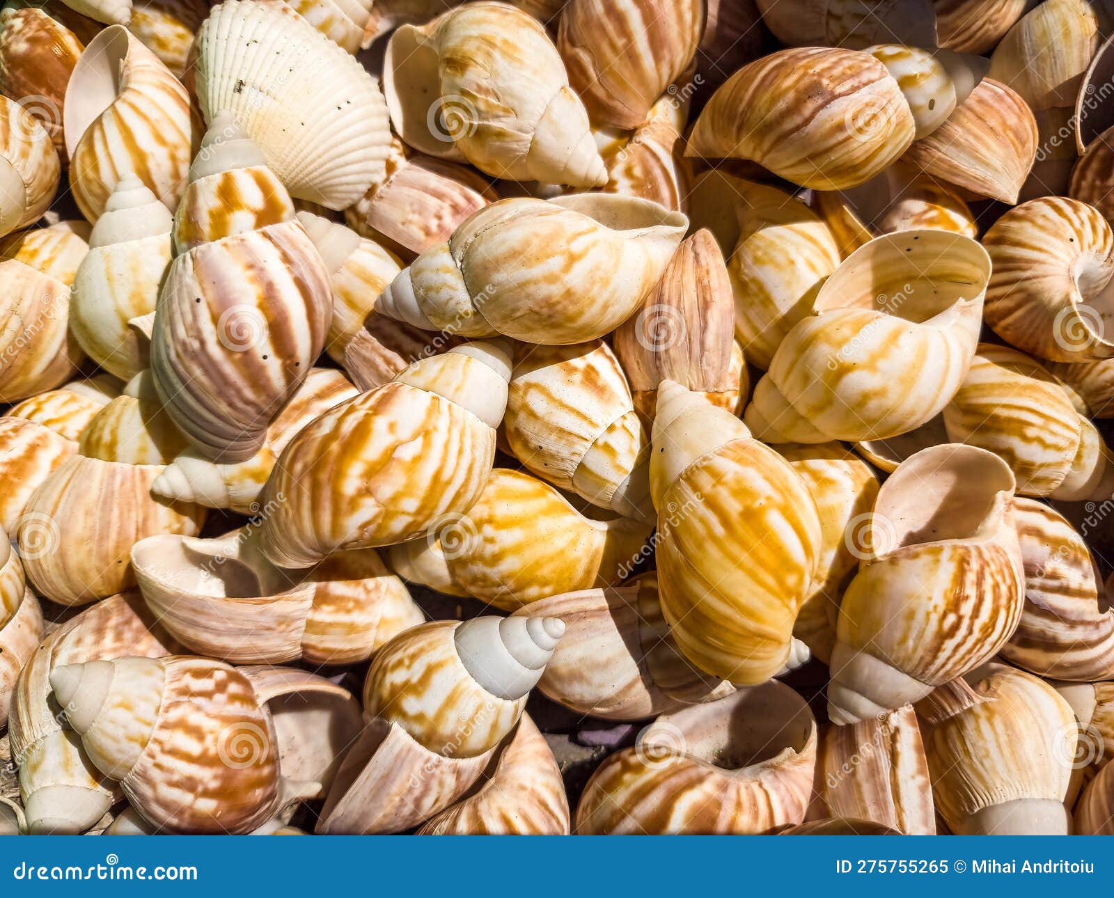Florida Seashells Background Stock Image - Image of spiral, natural ...