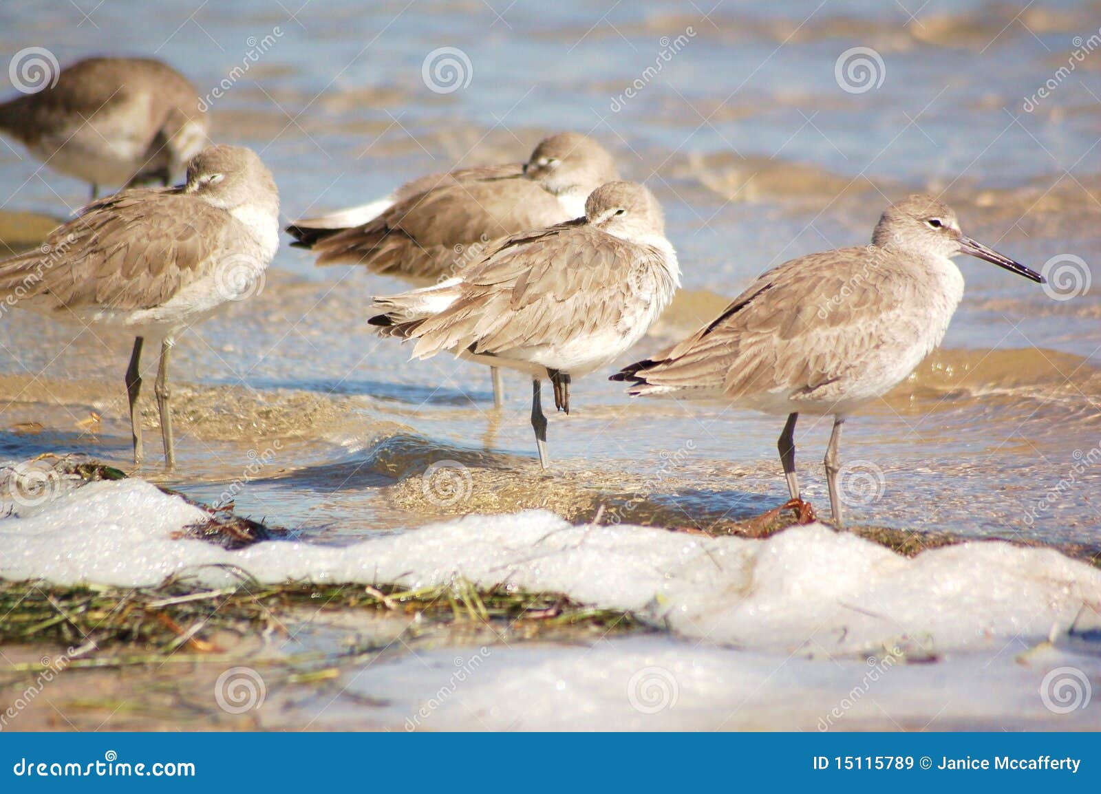 Florida Shorebird Migration Stock Image - Image of tans, resting: 15115789