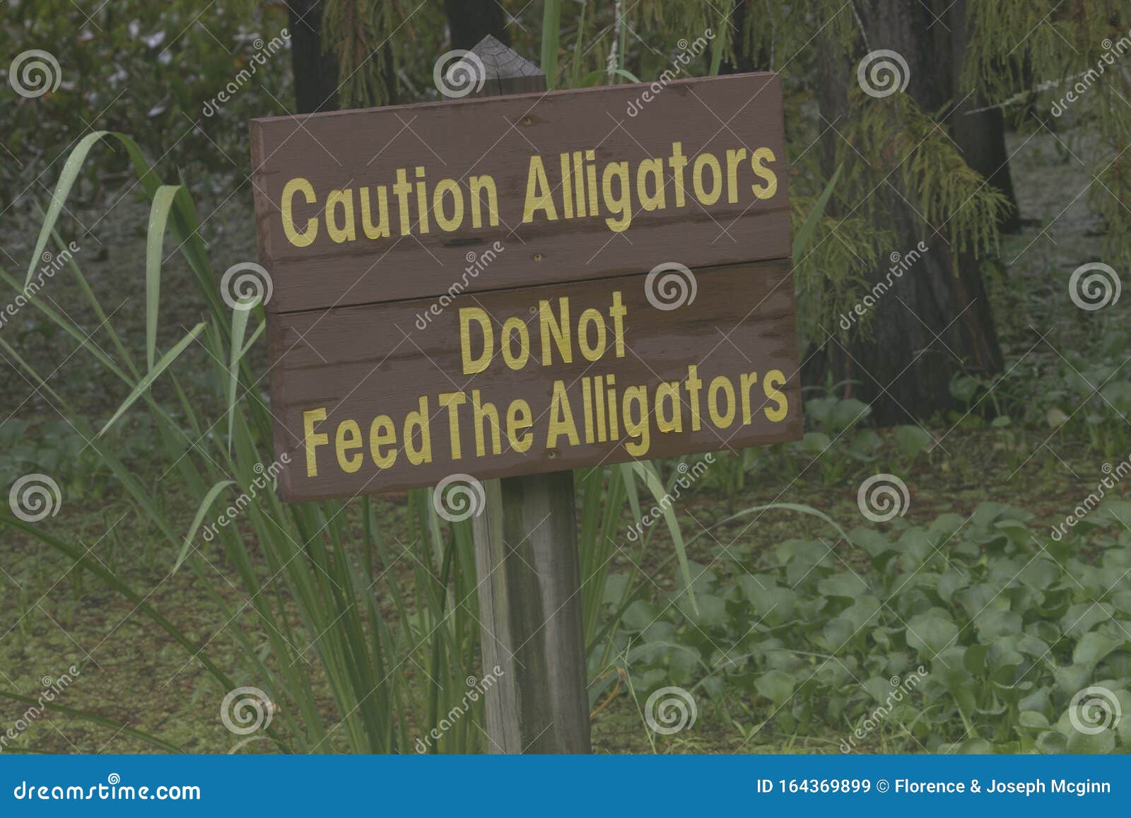 Caution Do Not Feed Alligators Warning Sign In The Okefenokee Swamp ... Caution Do Not Feed Alligators Warning Sign In The Okefenokee Swamp ...