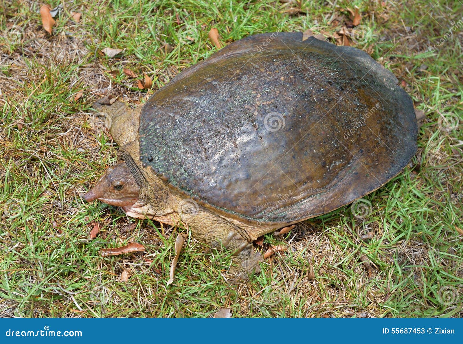 Florida soft shell turtle stock image. Image of animal - 55687453