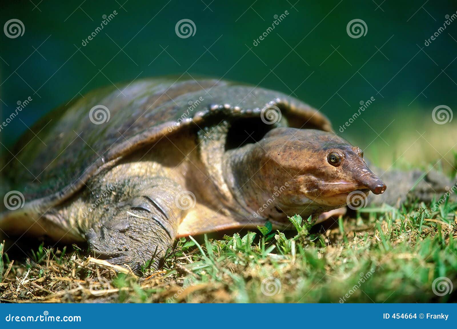 Florida Softshell Turtle Stock Image | CartoonDealer.com #15863857