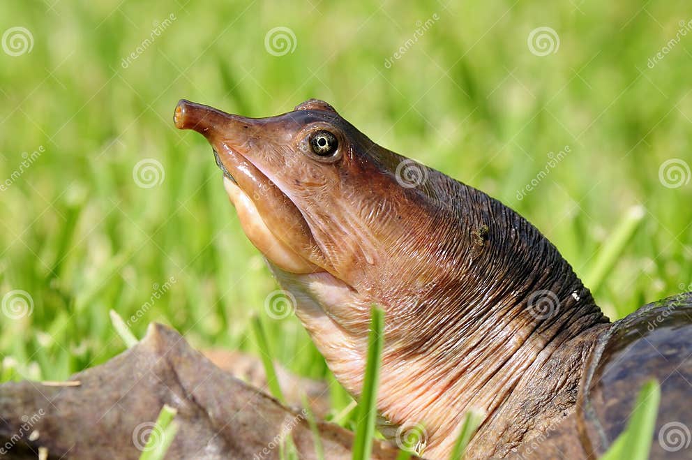 Florida Softshell Turtle stock image. Image of snout, ferox - 4898881