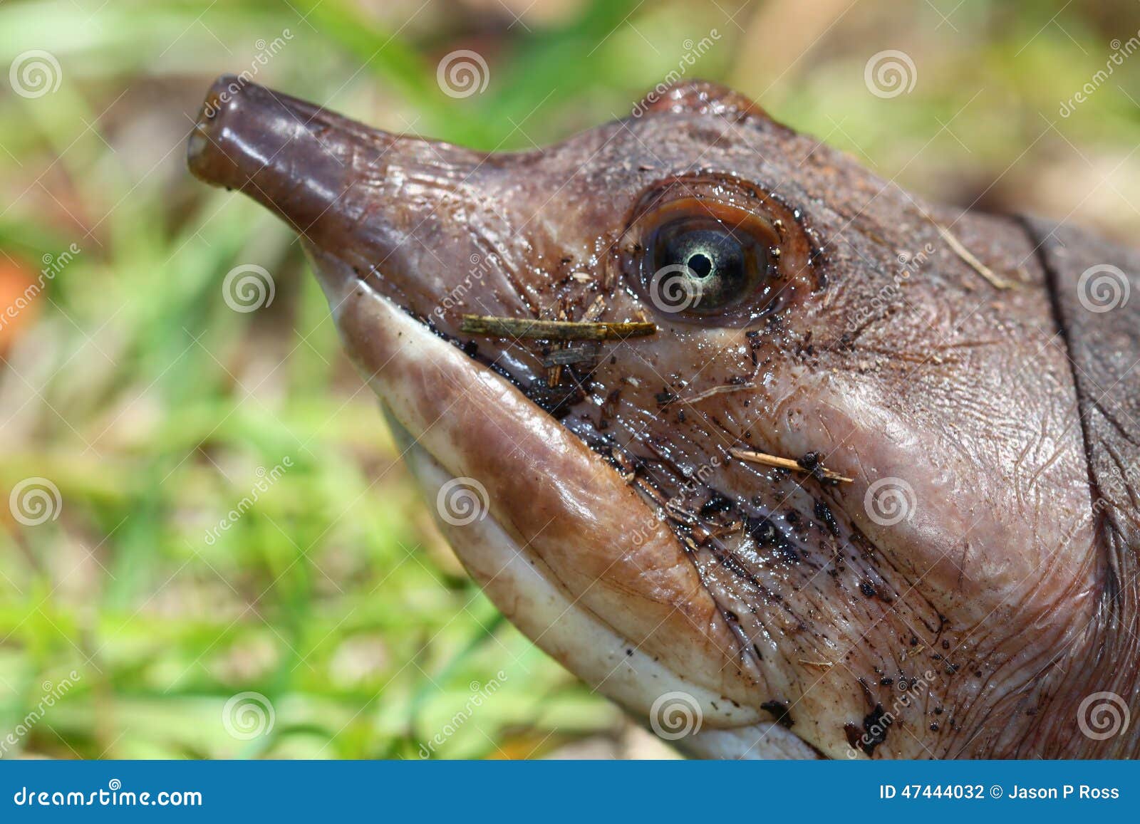 Florida Softshell Turtle (Apalone Ferox) Stock Photo - Image of ...